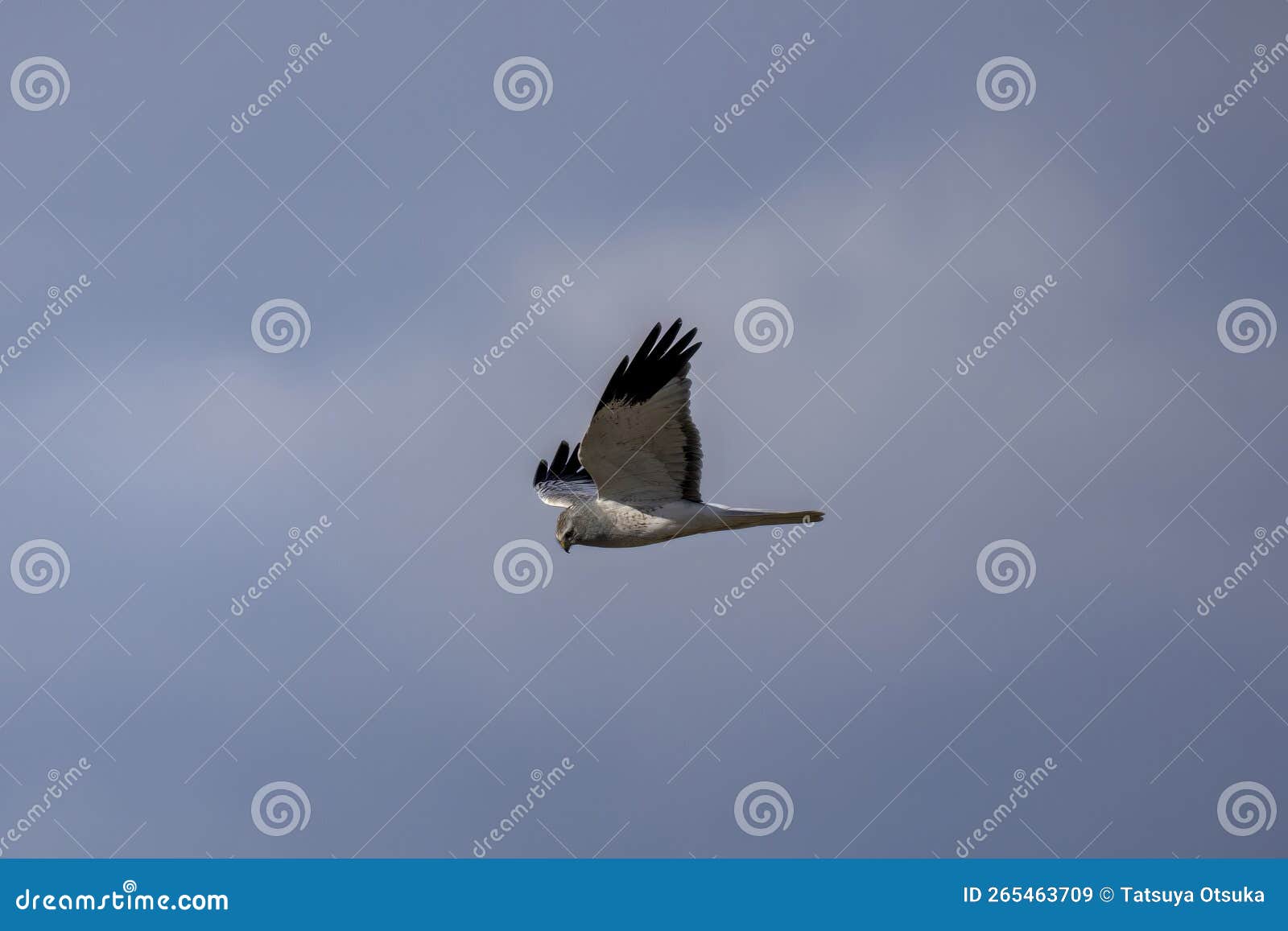 Male Hen Harrier in Flying. Stock Image - Image of male, wildlife ...
