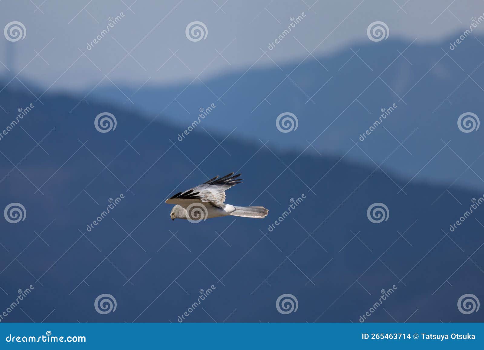 Male Hen Harrier in Flying. Stock Photo - Image of male, wild: 265463714