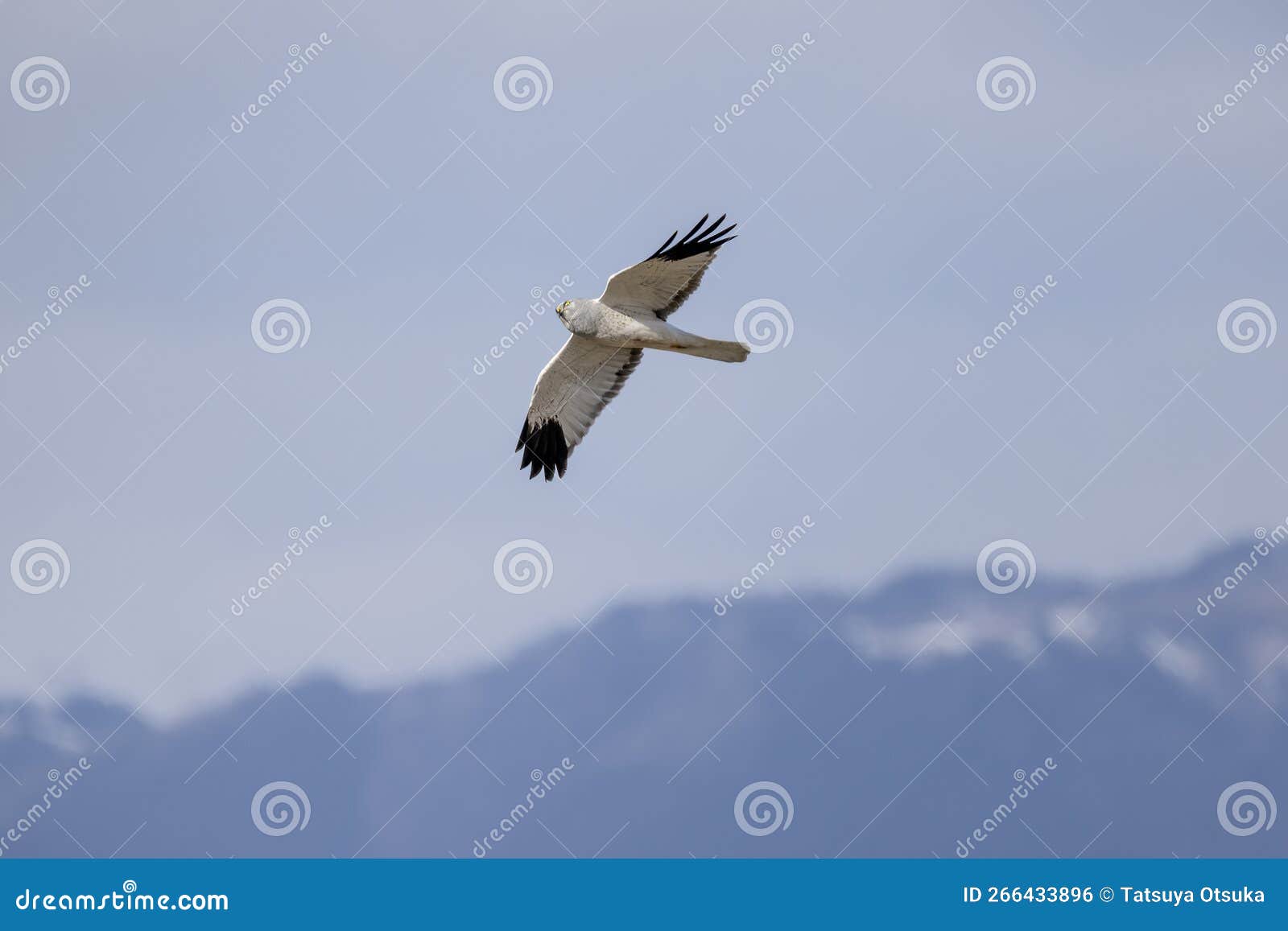 Male Hen Harrier in Flying. Stock Photo - Image of flying, wildlife ...
