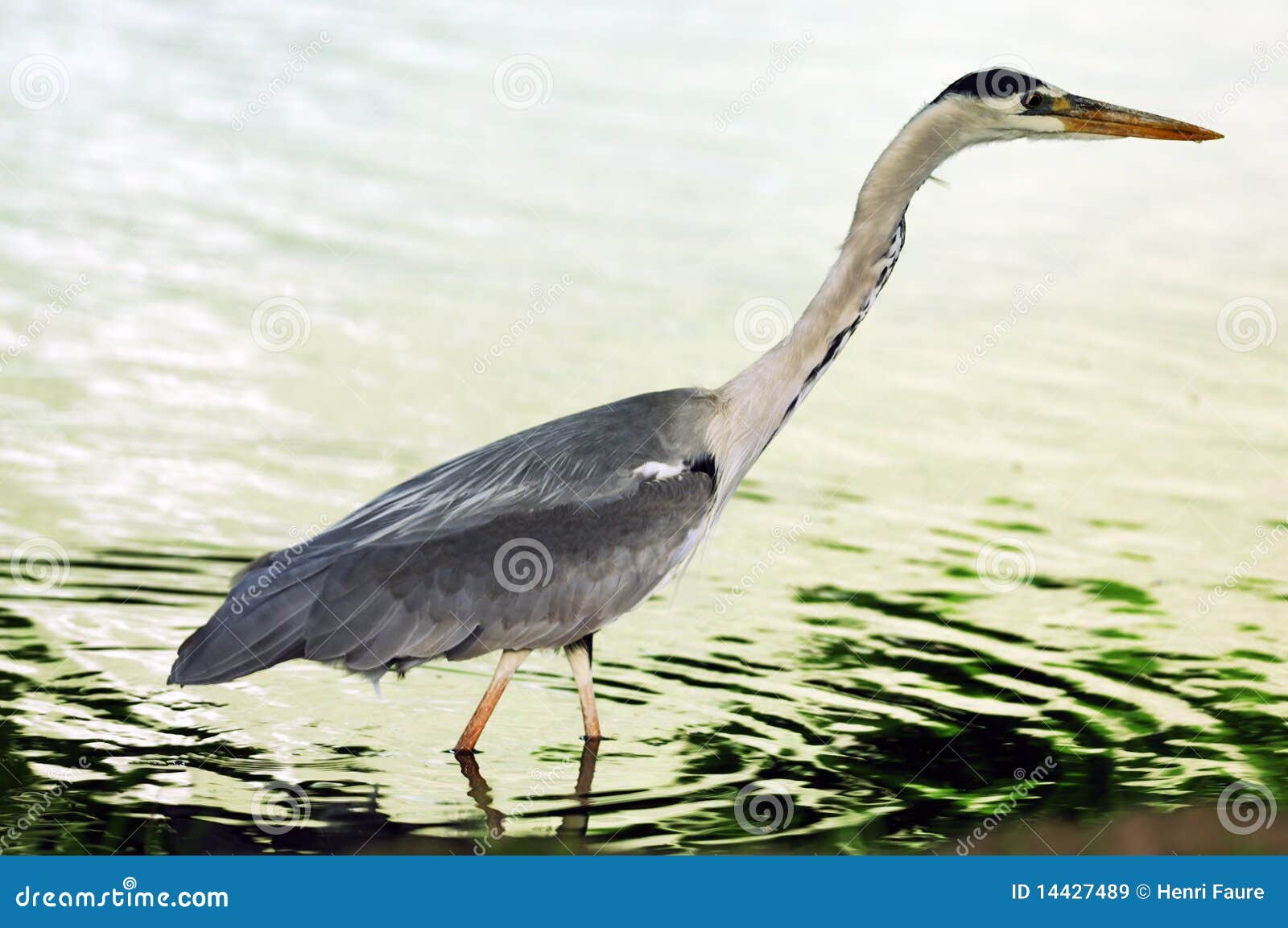 Male heron stock image. Image of nature, lake, heron - 14427489
