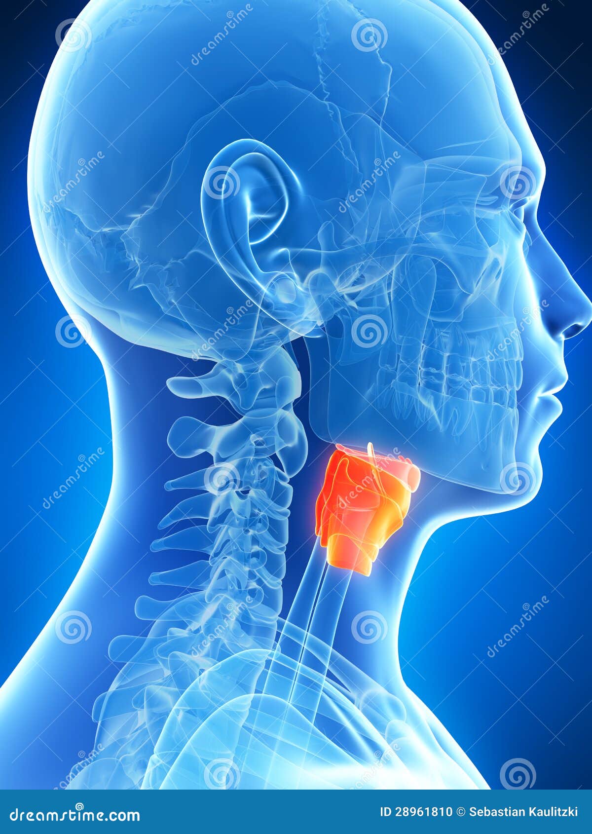 Male highlighted larynx stock illustration. Illustration of inside ...