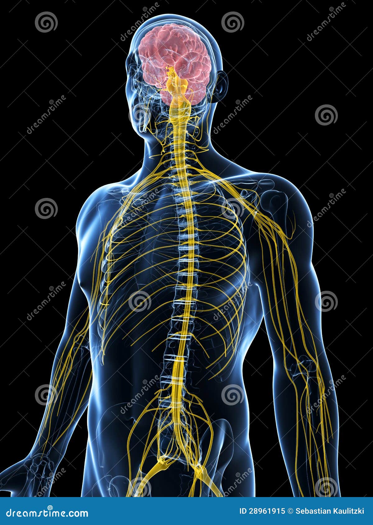Male Highlighted Nerve System Stock Illustration - Illustration of ...