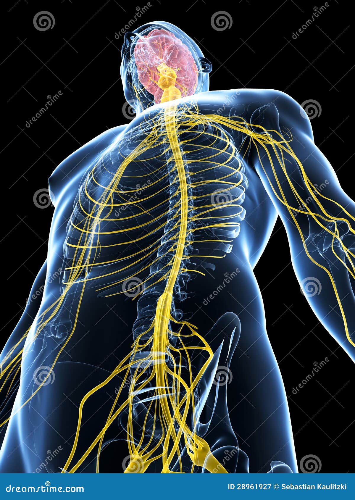 Male Highlighted Nerve System Stock Illustration - Illustration of ...