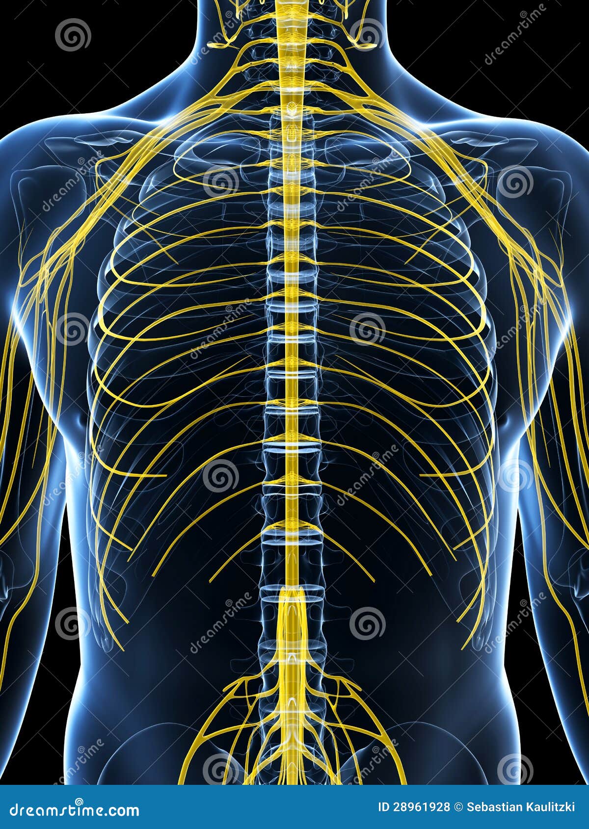 Male Highlighted Nerve System Stock Illustration - Illustration of ...