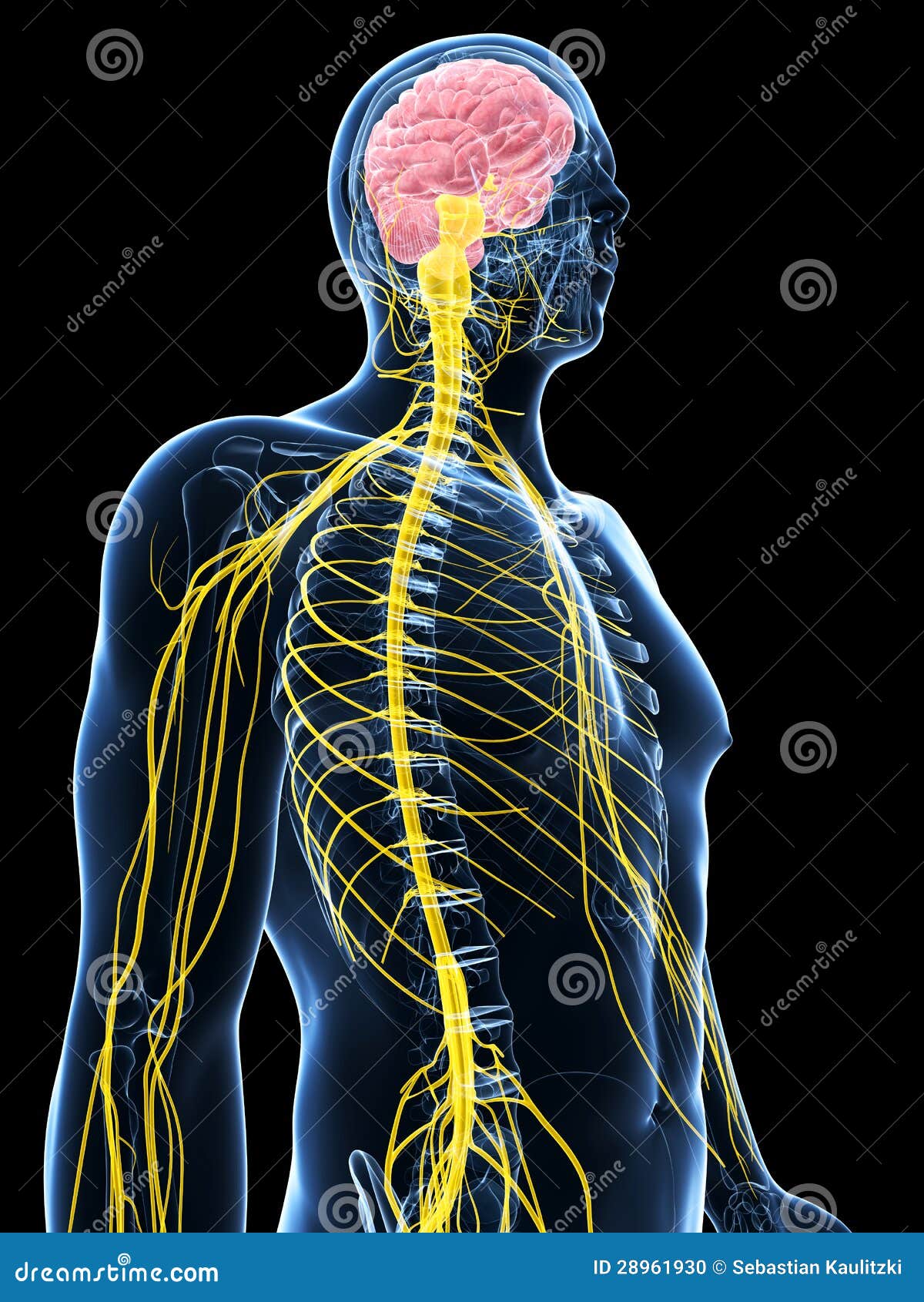 Male Highlighted Nerve System Stock Illustration - Illustration of ...