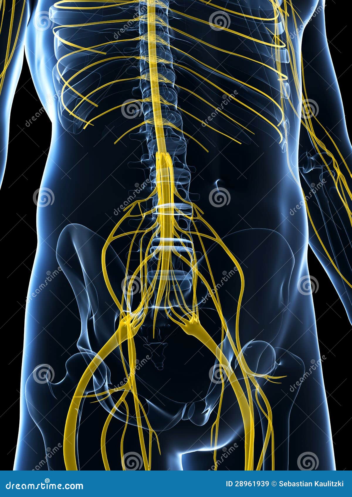 Male Highlighted Nerve System Stock Illustration - Illustration of ...