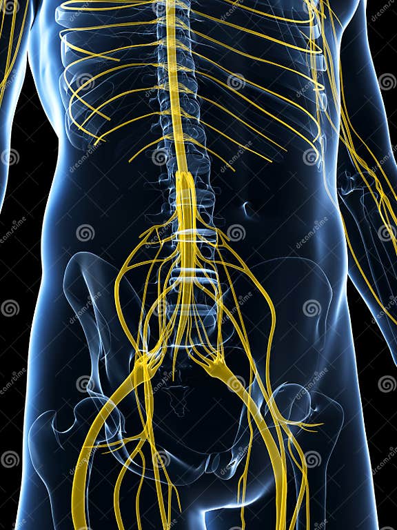Male Highlighted Nerve System Stock Illustration - Illustration of ...