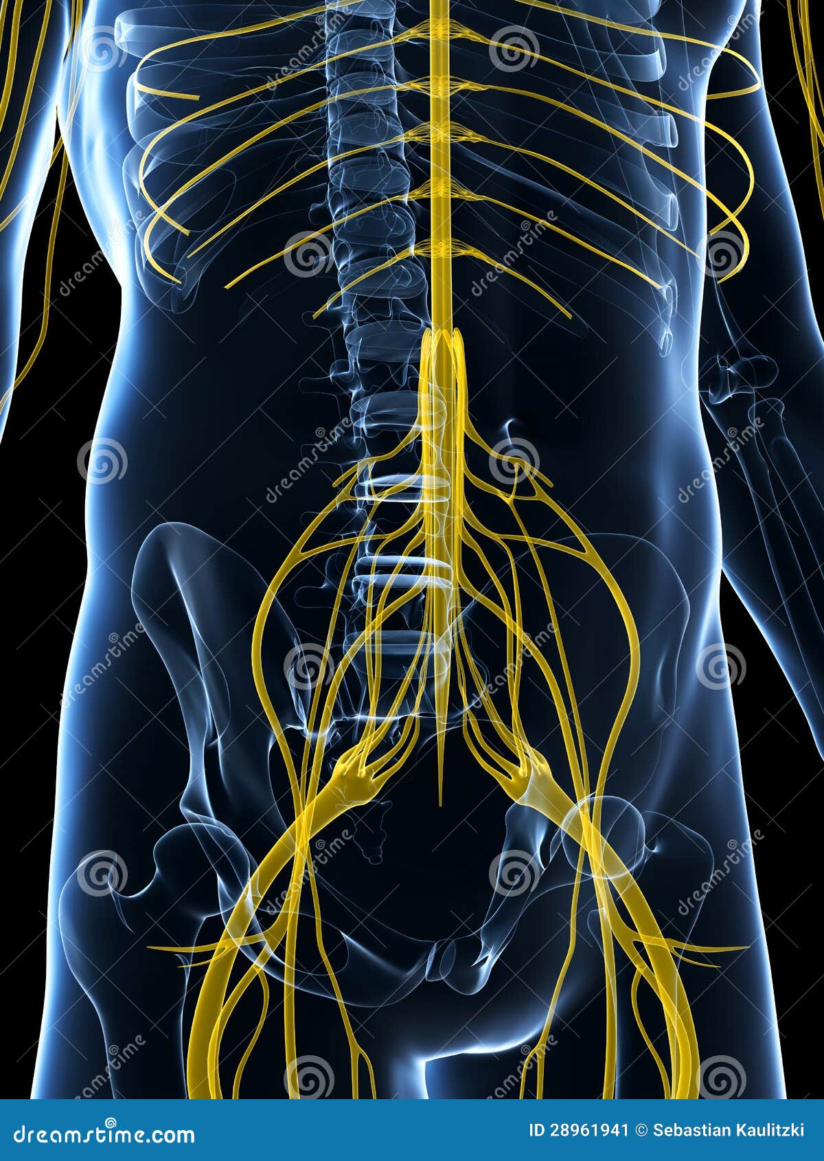 Male Highlighted Nerve System Stock Illustration - Illustration of ...