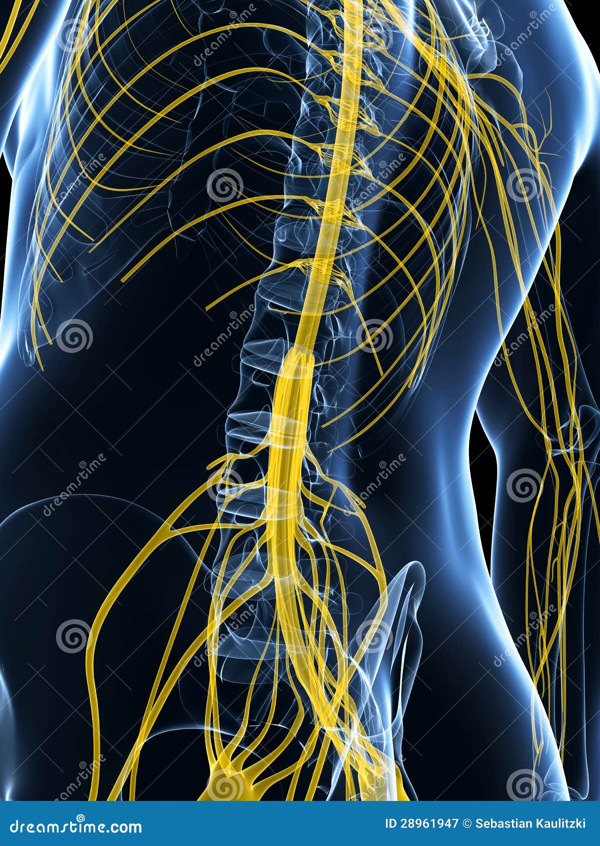Male Highlighted Nerve System Stock Illustration - Illustration of ...
