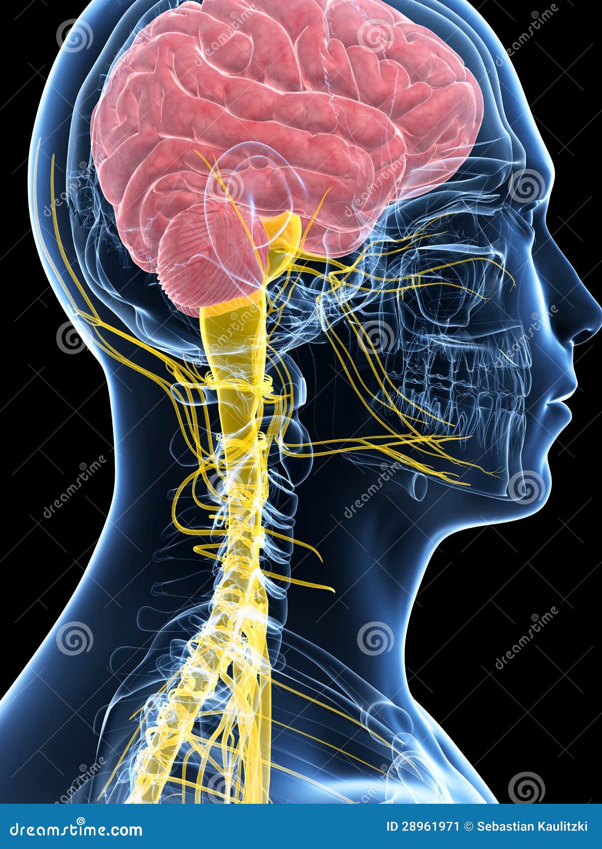Male Highlighted Nerve System Stock Illustration - Illustration of ...