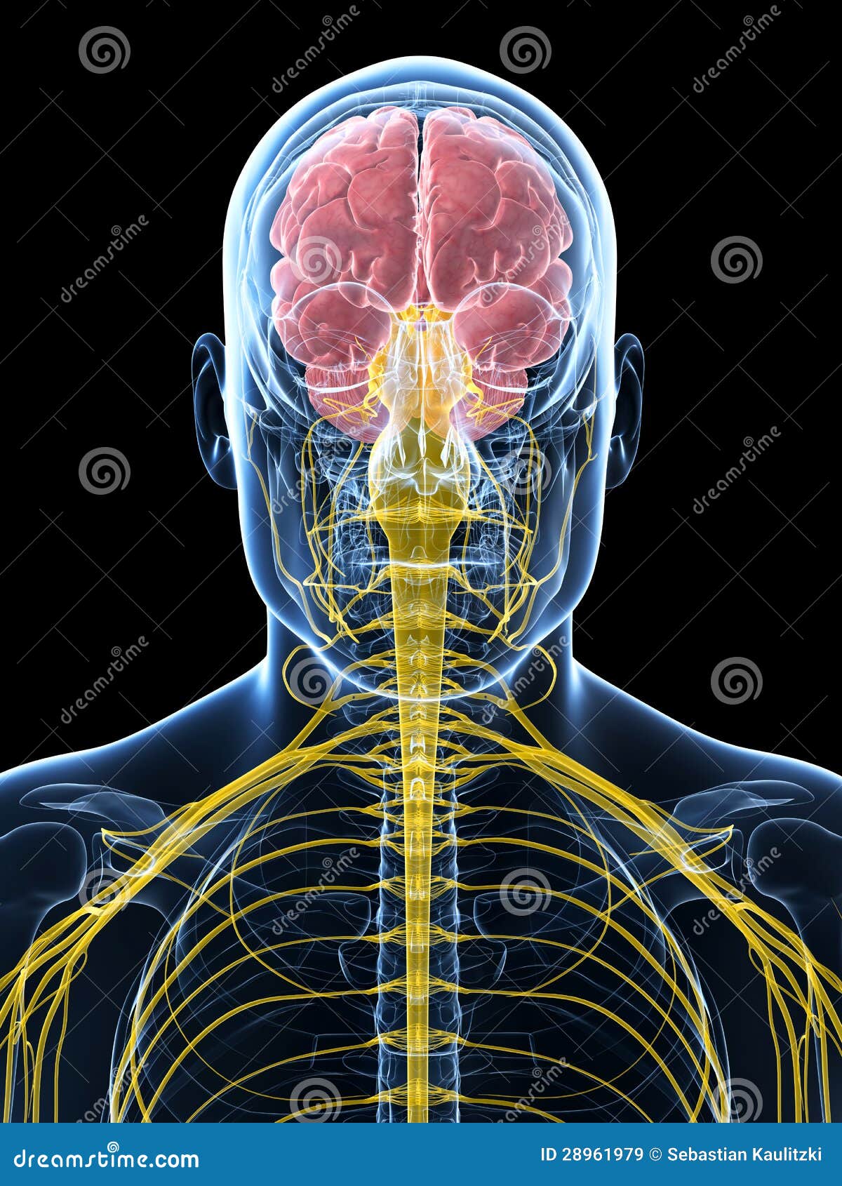Male Highlighted Nerve System Stock Illustration - Illustration of ...