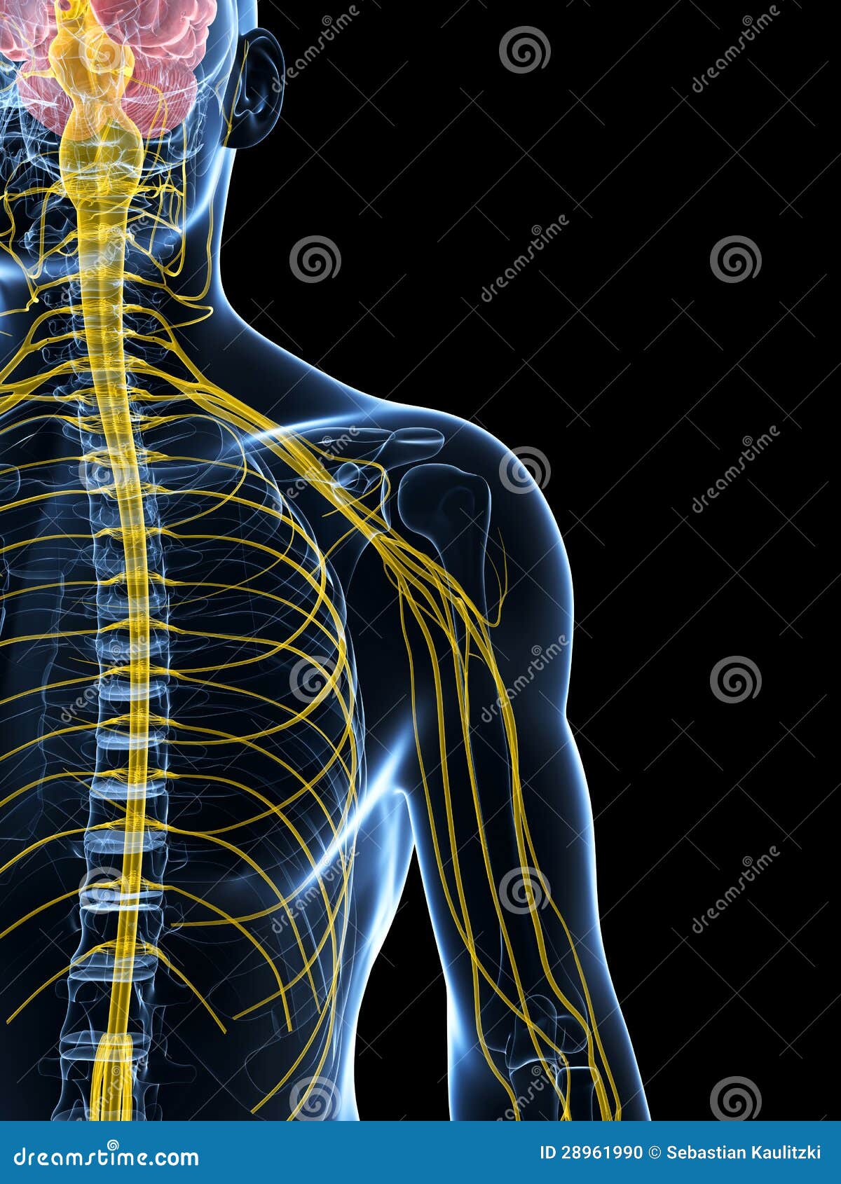 Male Highlighted Nerve System Stock Illustration - Illustration of ...