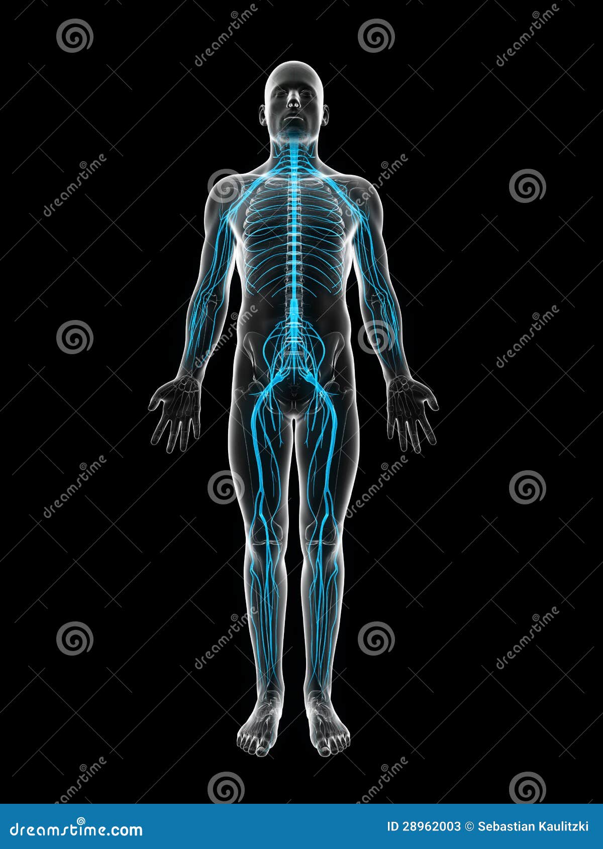 Nerve System Anatomy Cartoon Vector | CartoonDealer.com #118064419