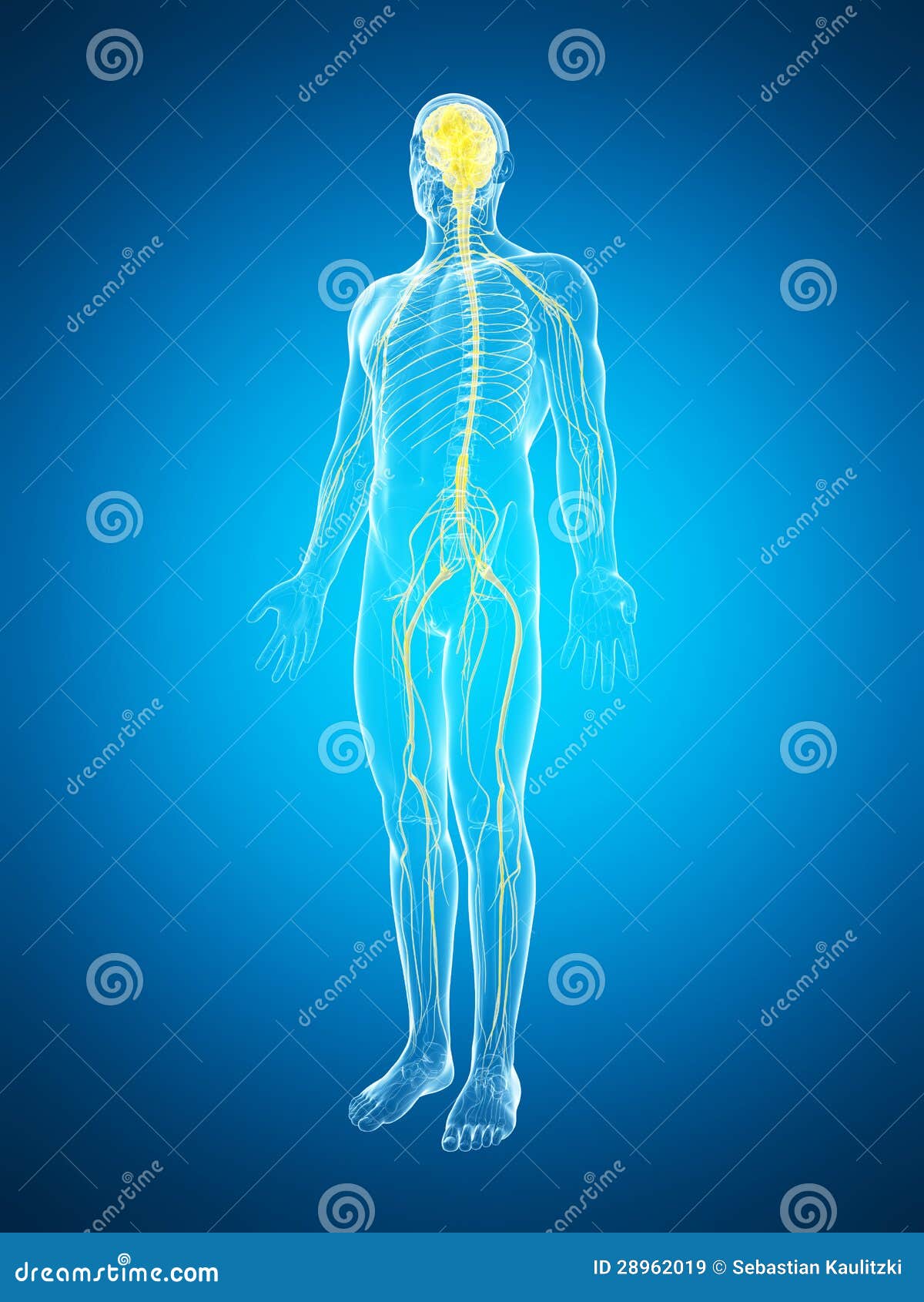 Male Highlighted Nerve System Stock Illustration - Illustration of body ...