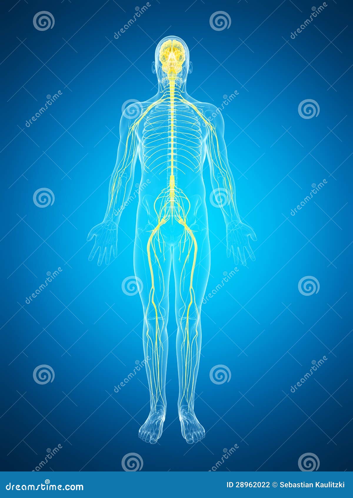Male Highlighted Nerve System Stock Illustration - Illustration of ...