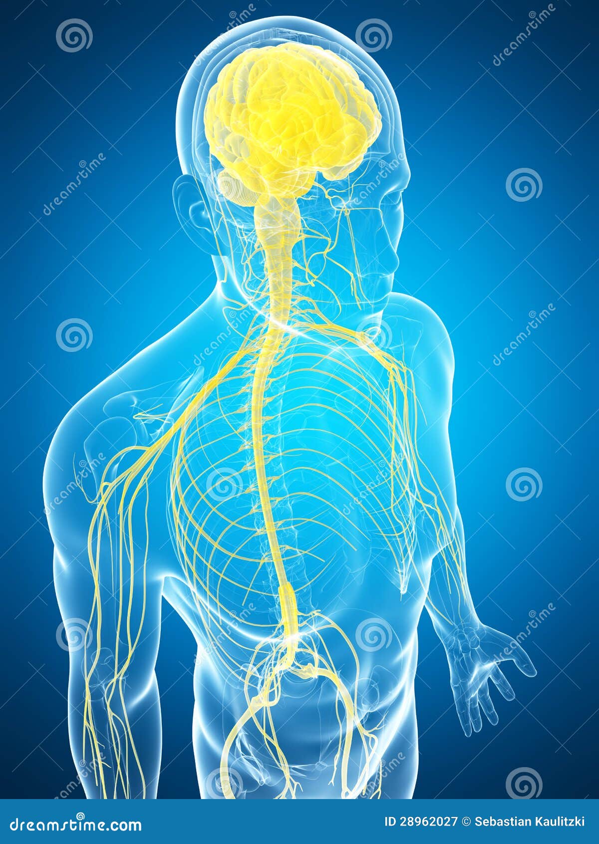 Highlighted Nerve System Royalty-Free Cartoon | CartoonDealer.com #30724754