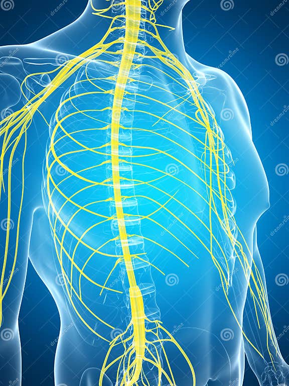 Male Highlighted Nerve System Stock Illustration - Illustration of ...