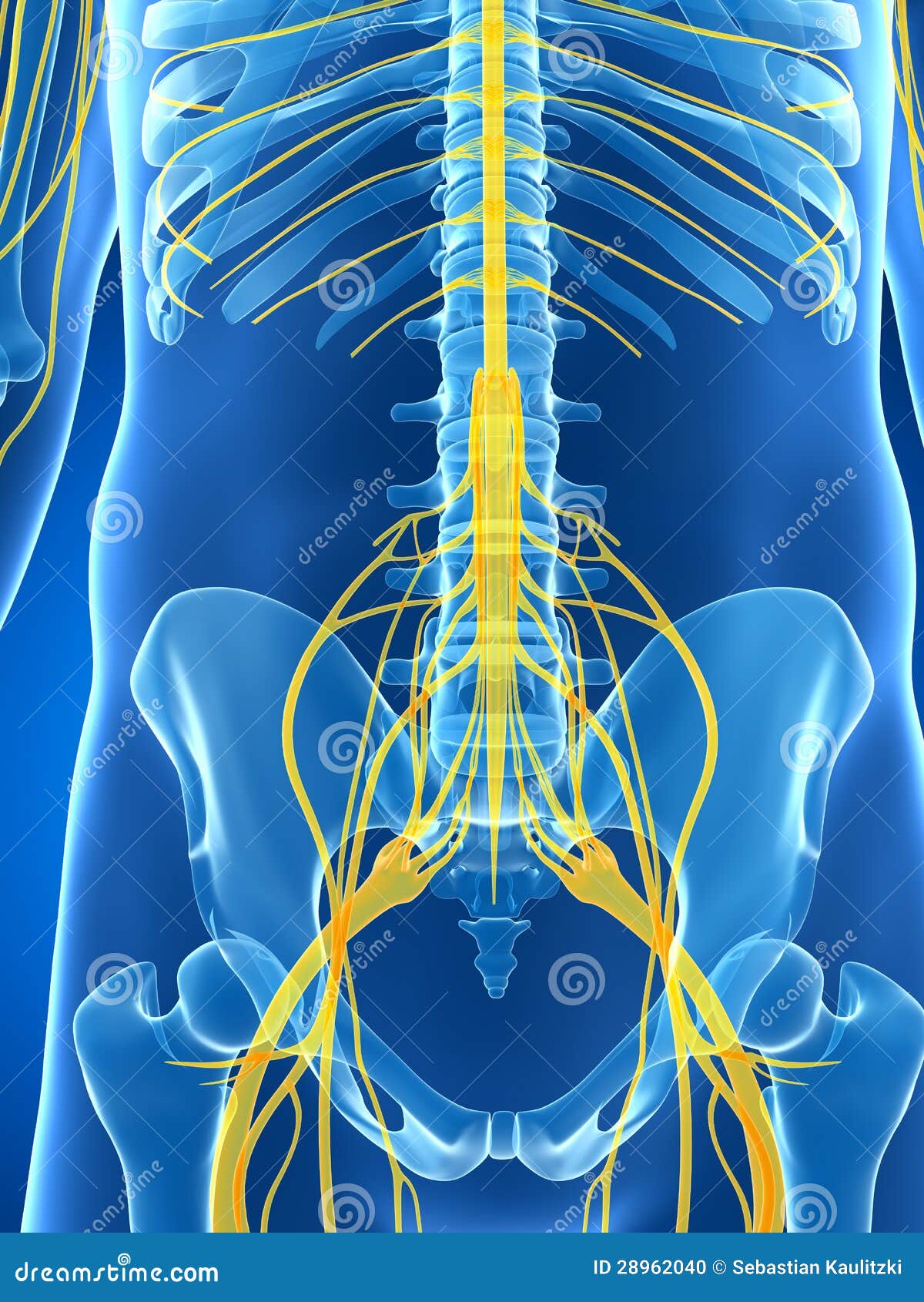 Male Highlighted Nerve System Stock Illustration - Illustration of ...