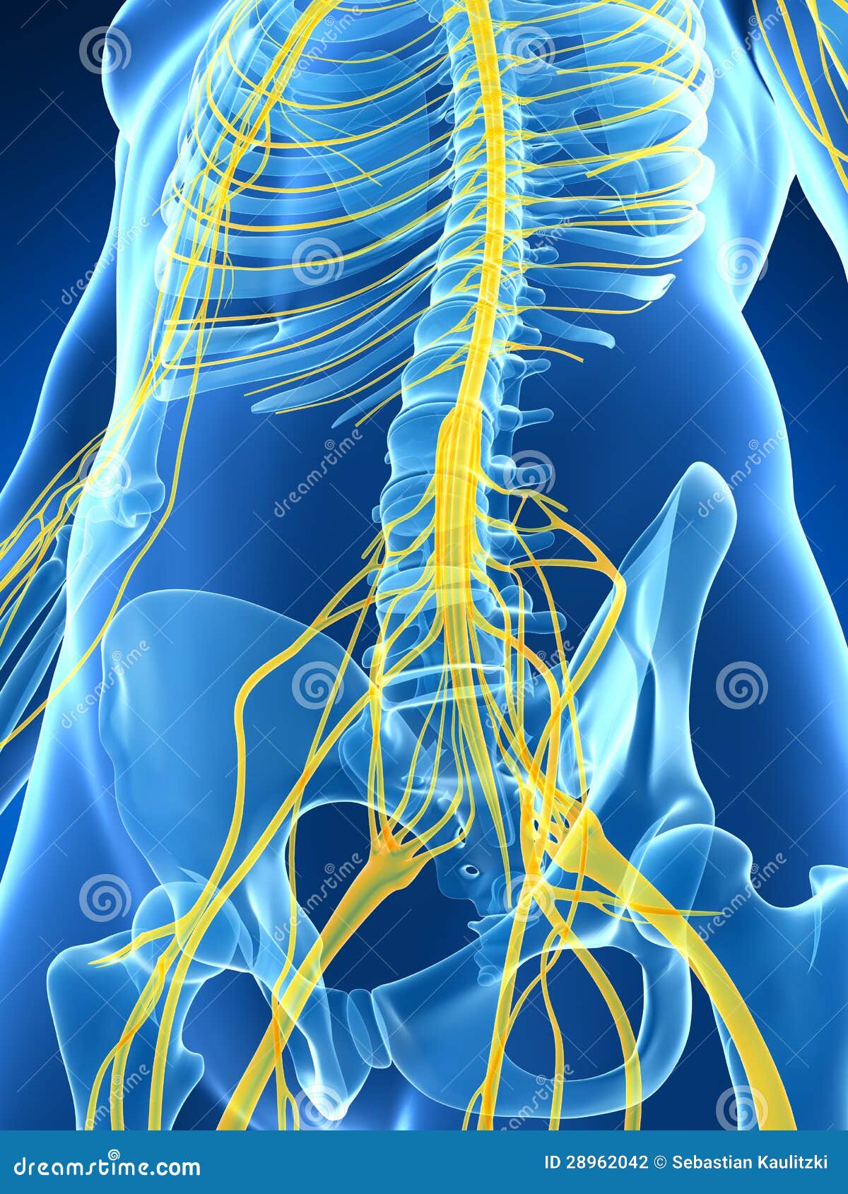 Male Highlighted Nerve System Stock Illustration - Illustration of ...