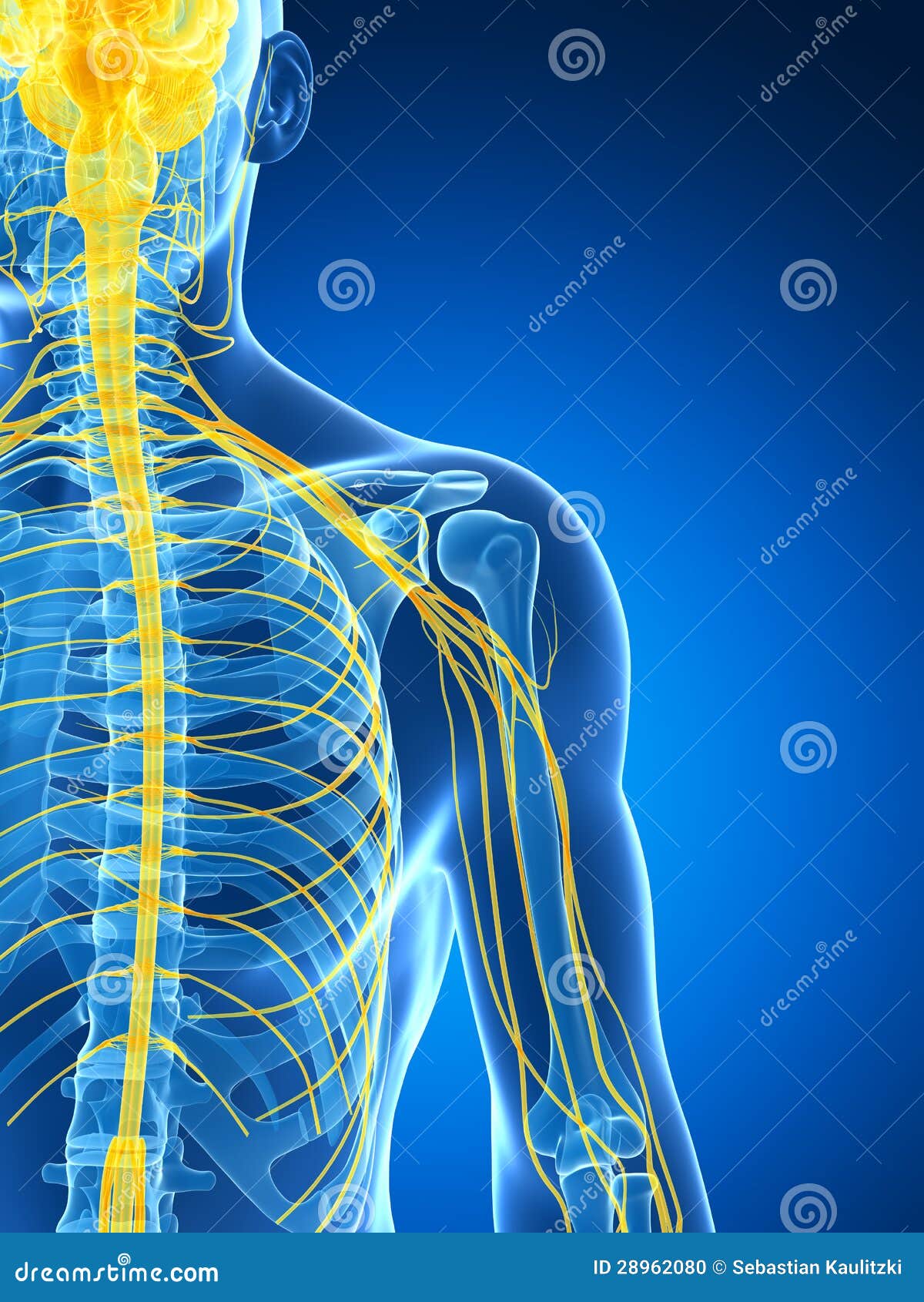 Male Highlighted Nerve System Stock Illustration - Illustration of ...