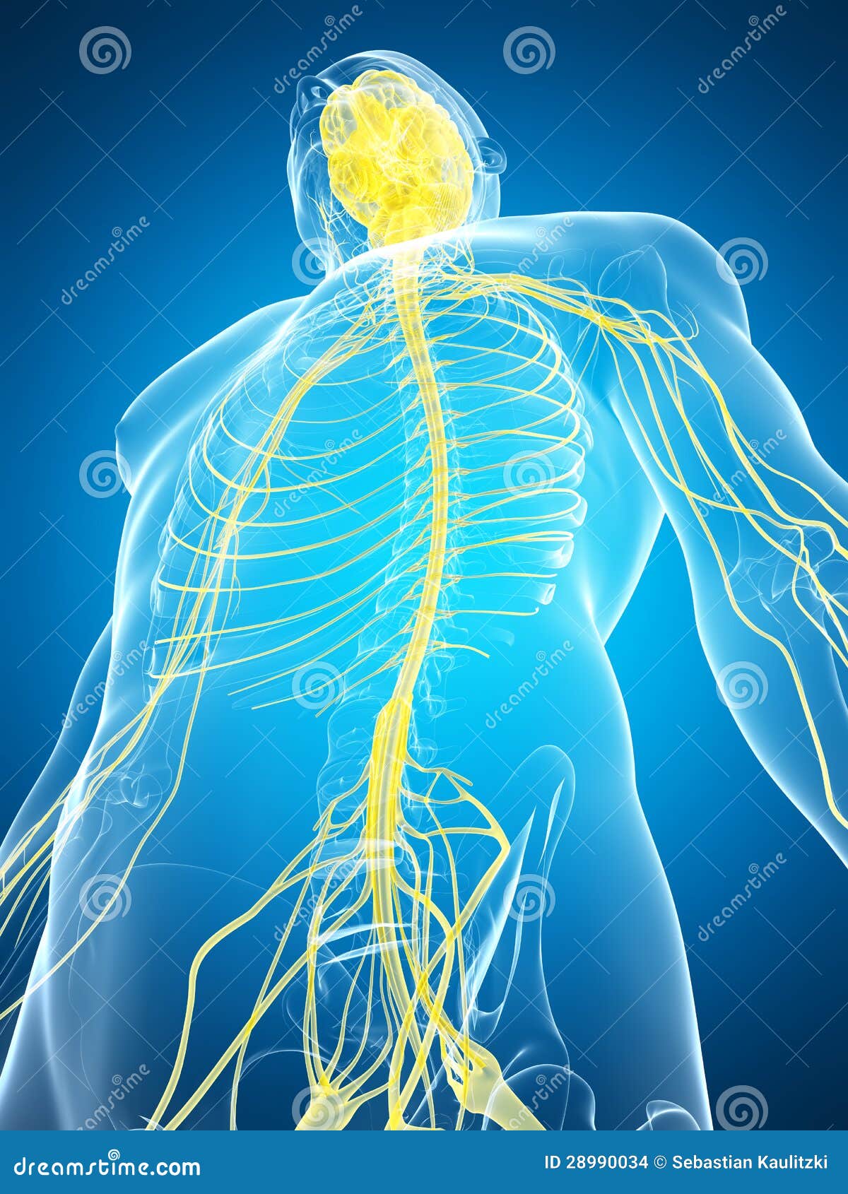 Male Highlighted Nerve System Stock Illustration - Illustration of ...