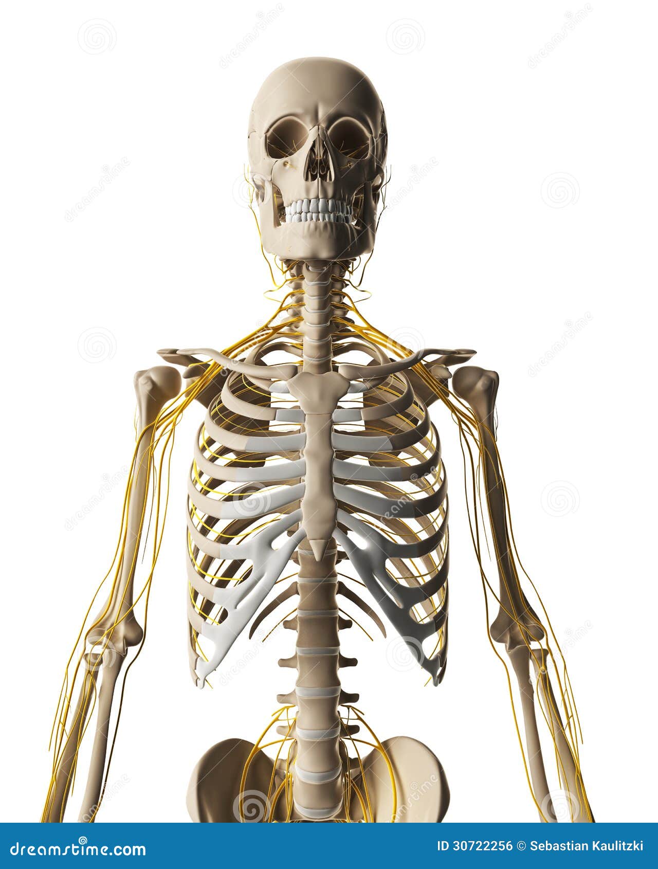 Male Highlighted Nerve System Stock Illustration - Illustration of ...