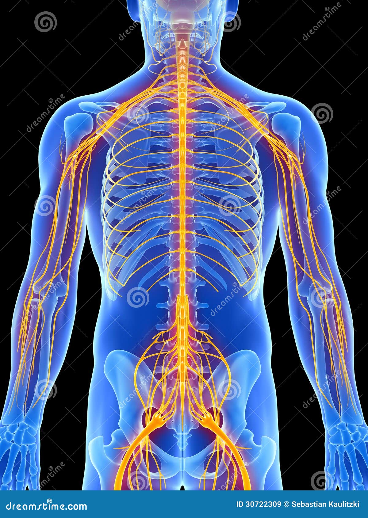 Male Highlighted Nerve System Royalty Free Stock Images - Image: 30722309