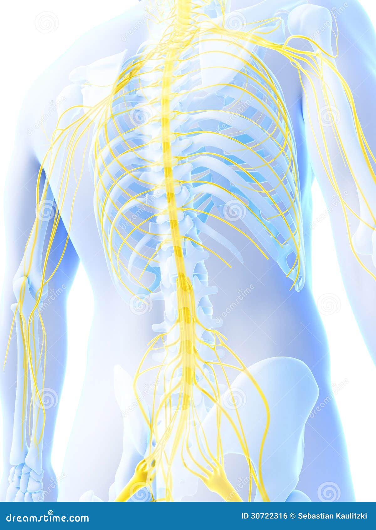 Male Highlighted Nerve System Stock Illustration | CartoonDealer.com ...