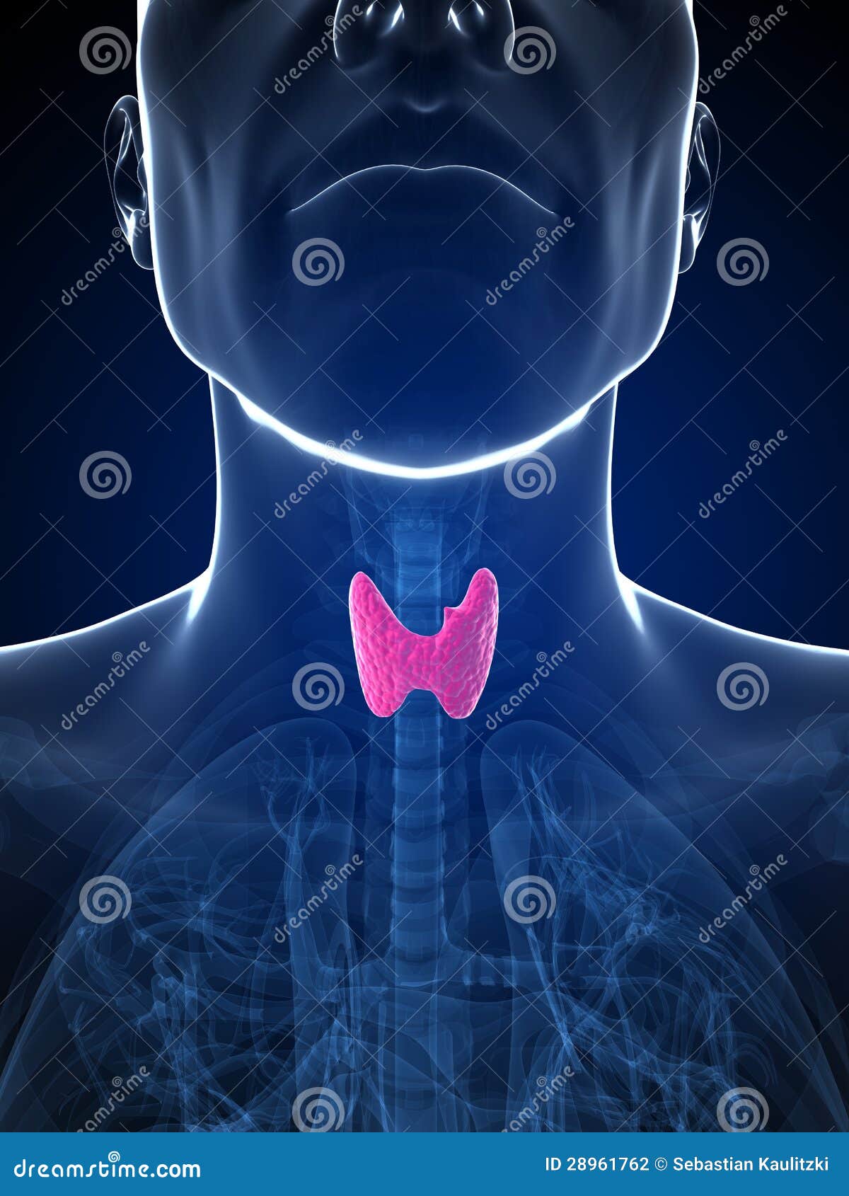 Male Highlighted Thyroid Gland Stock Illustration - Illustration of ...
