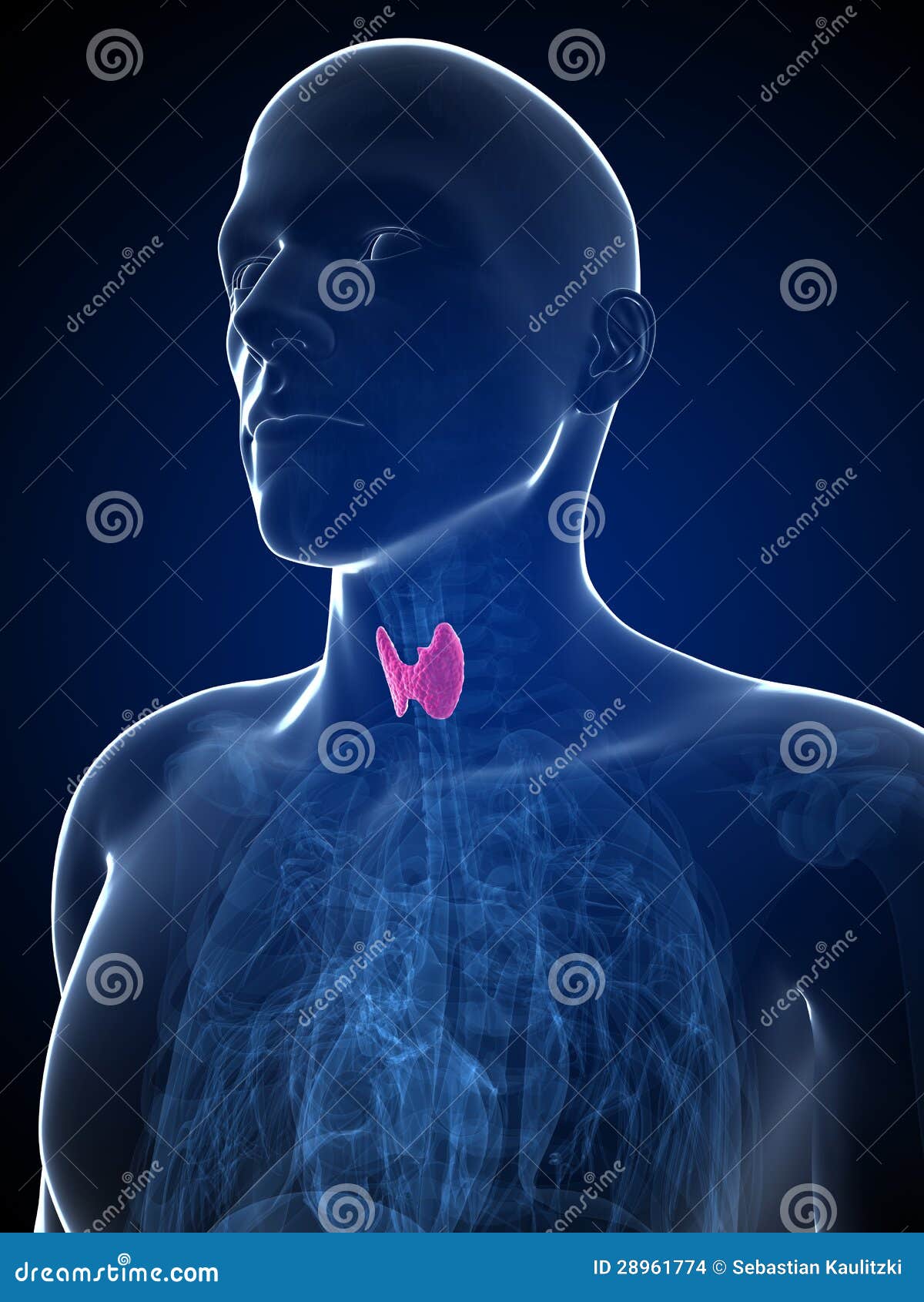 Male Highlighted Thyroid Gland Stock Illustration - Illustration of ...