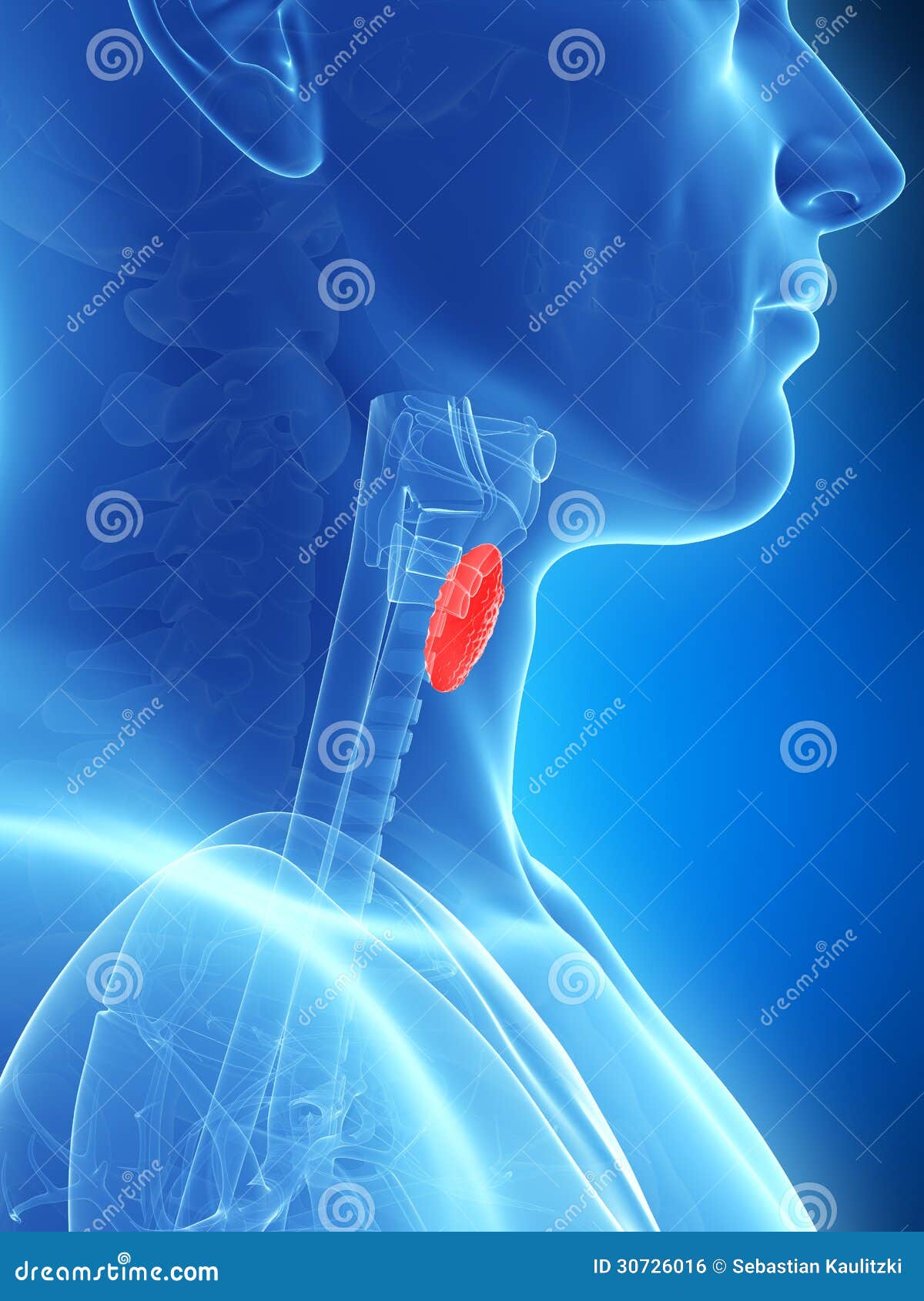 Male Highlighted Thyroid Gland Stock Illustration - Illustration of ...
