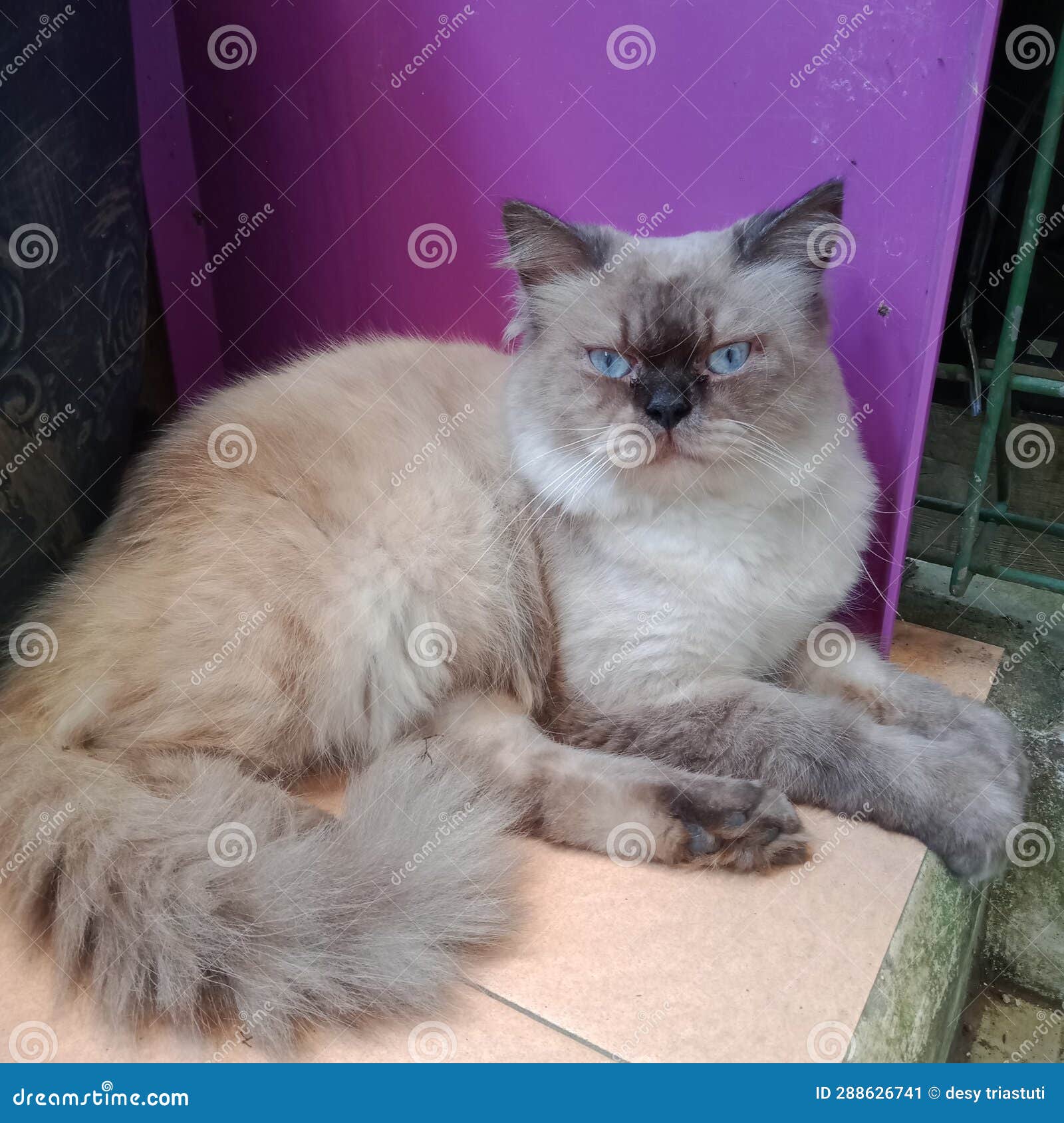 Male Himalayan Cat with Blue Eyes Stock Image - Image of himalayan ...
