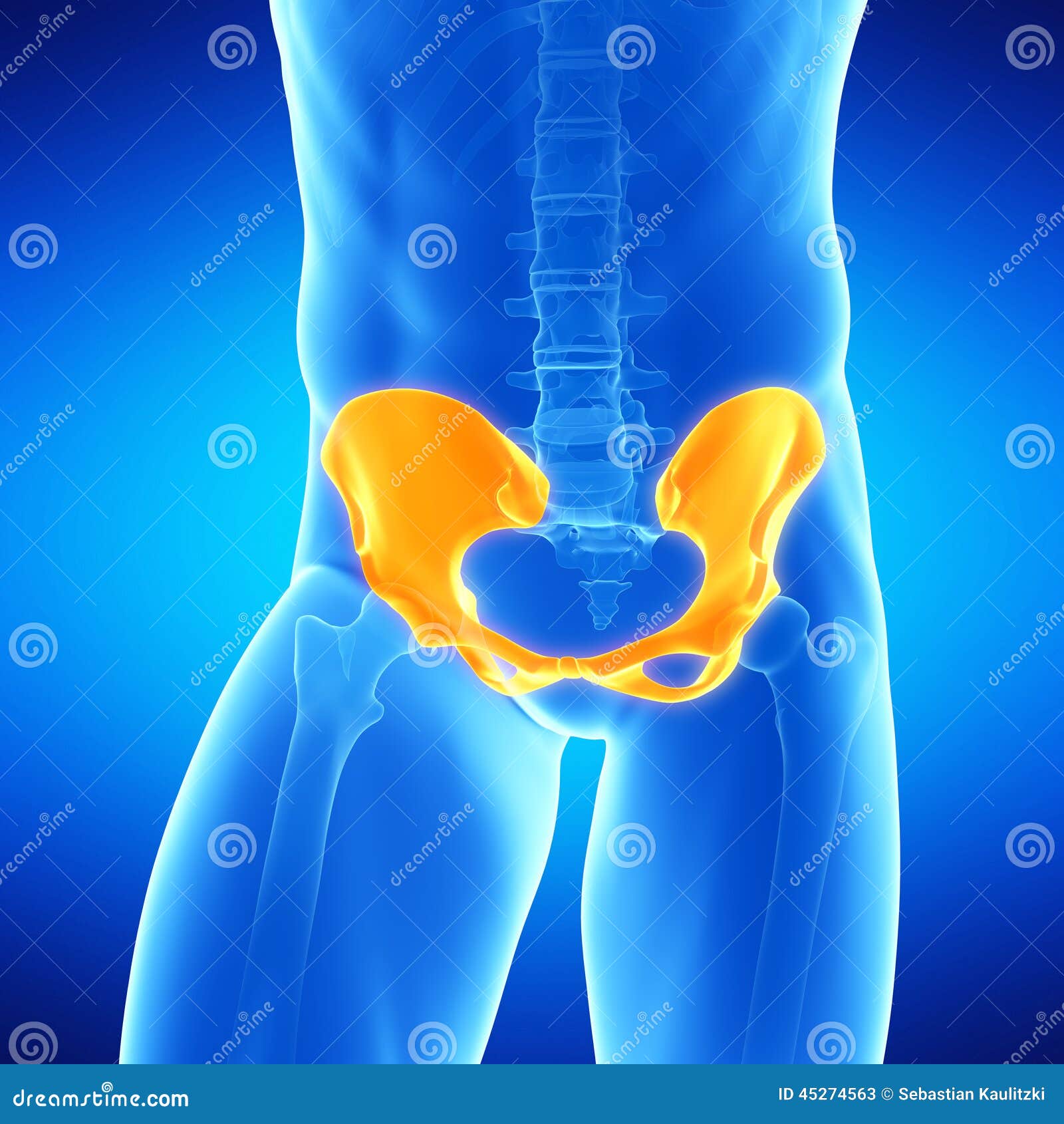 The male hip bone stock illustration. Illustration of orange - 45274563