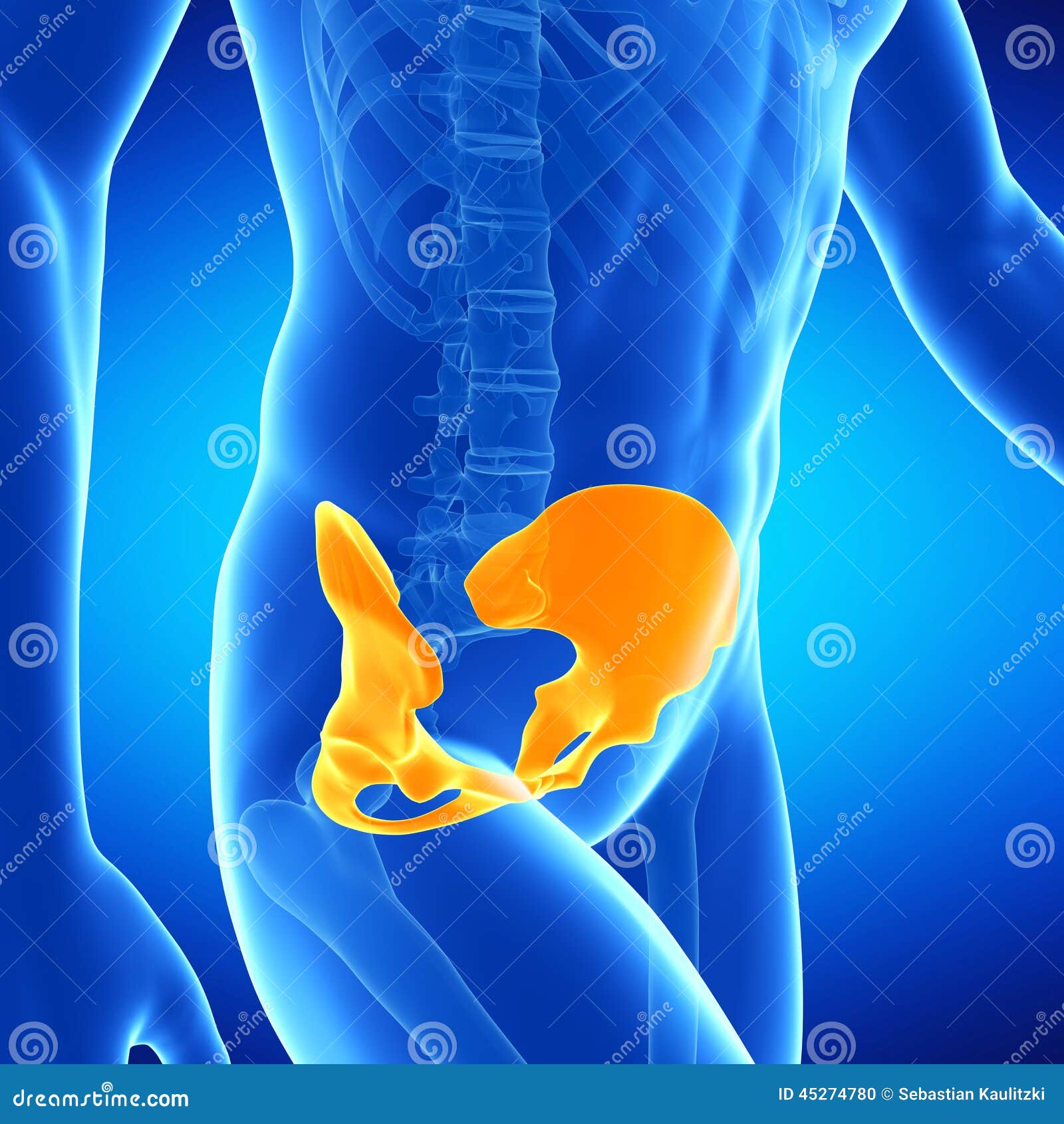 The male hip bone stock illustration. Illustration of rendering - 45274780