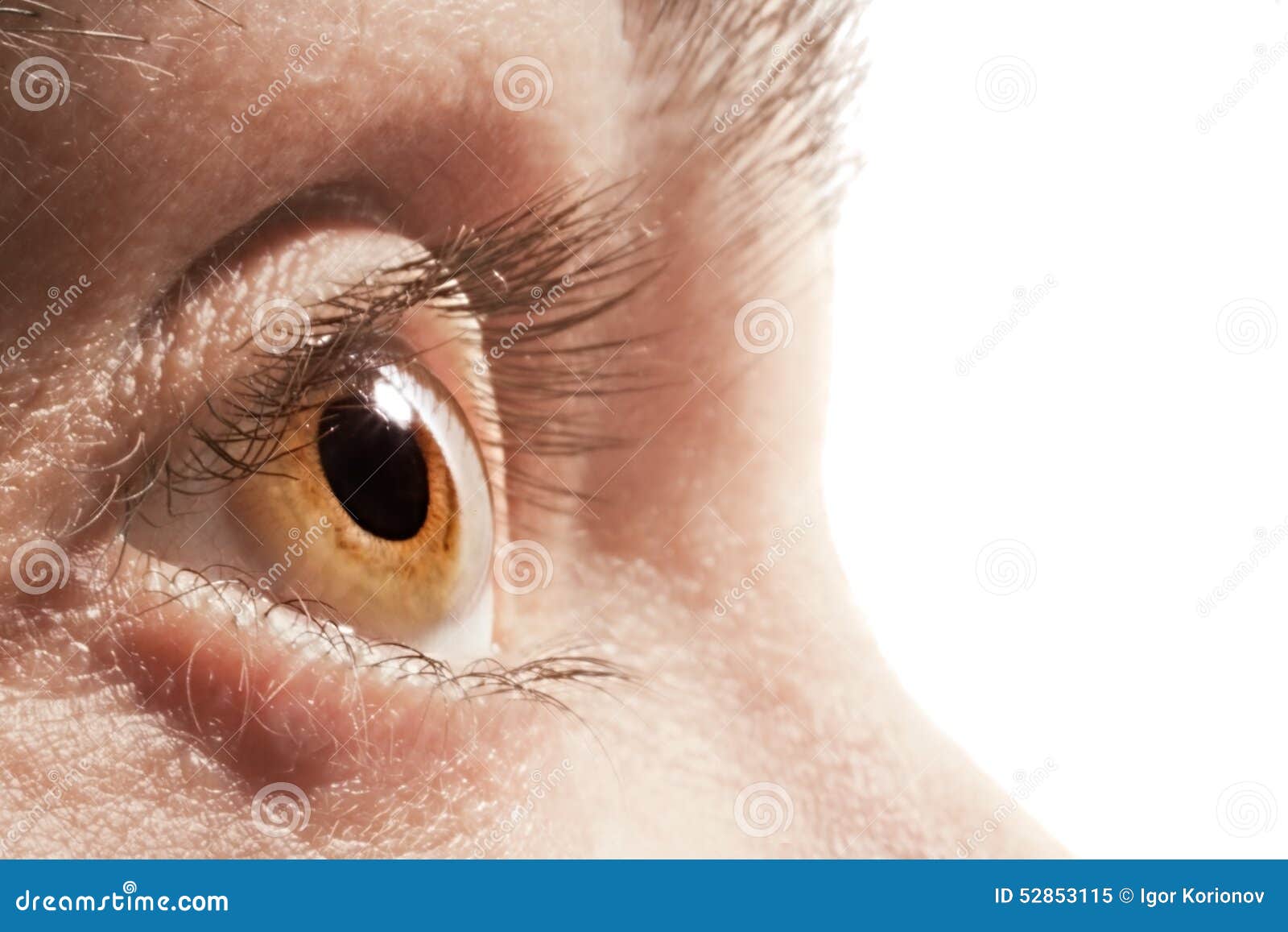Male honey-colored eye stock image. Image of color, eyelid - 52853115