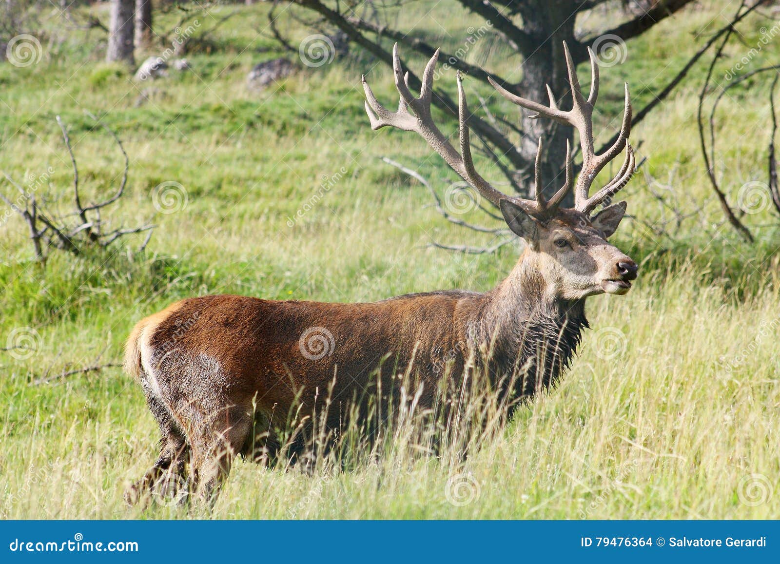 Male Horned Brown Deer on Mountain Meadows Stock Photo - Image of alert ...
