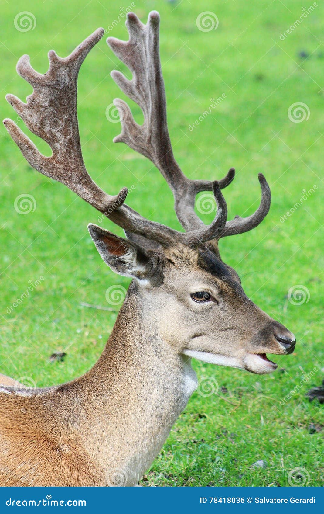 Male horned deer close up stock photo. Image of mammal - 78418036
