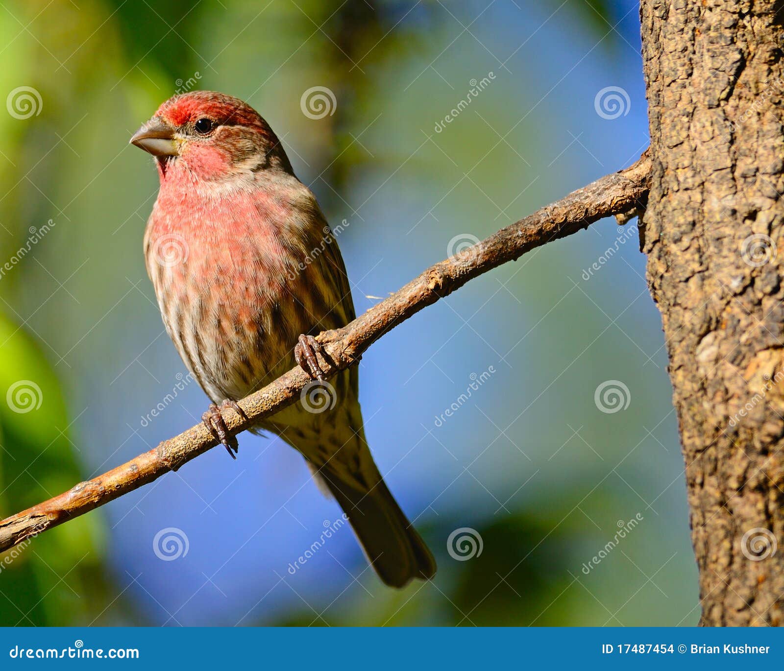 Male House Finch stock photo. Image of house, colorful - 17487454