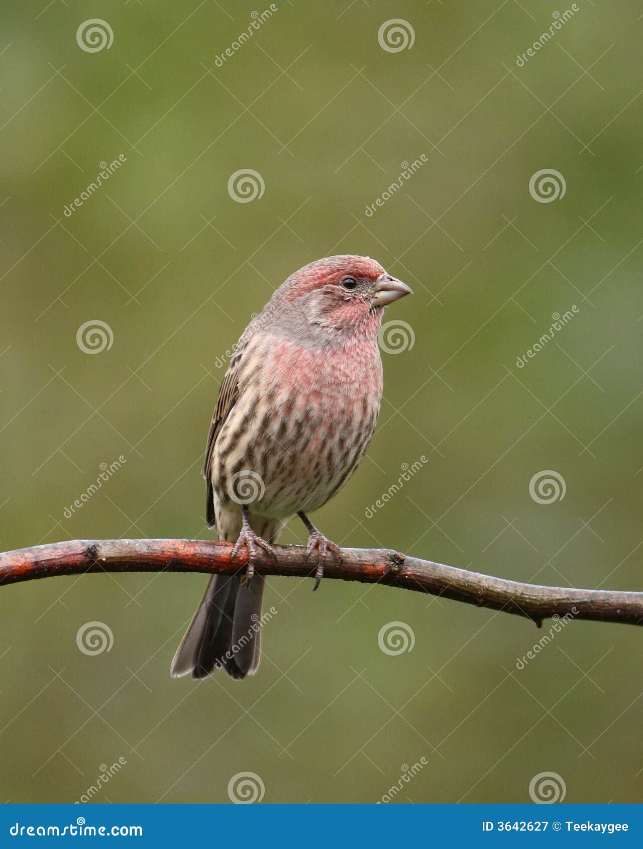 Male house finch stock image. Image of mexicanus, nature - 3642627