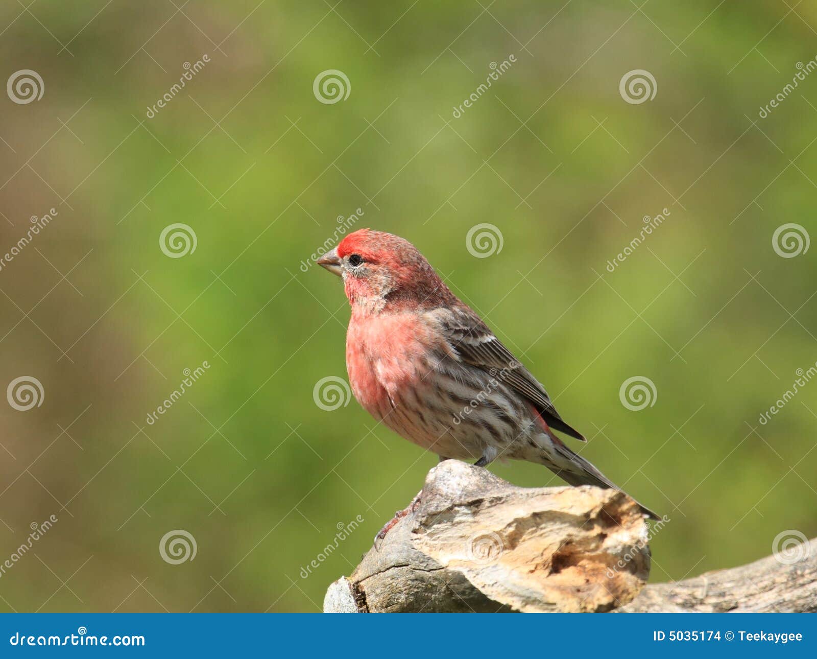 Male house finch stock photo. Image of avian, pretty, perched - 5035174