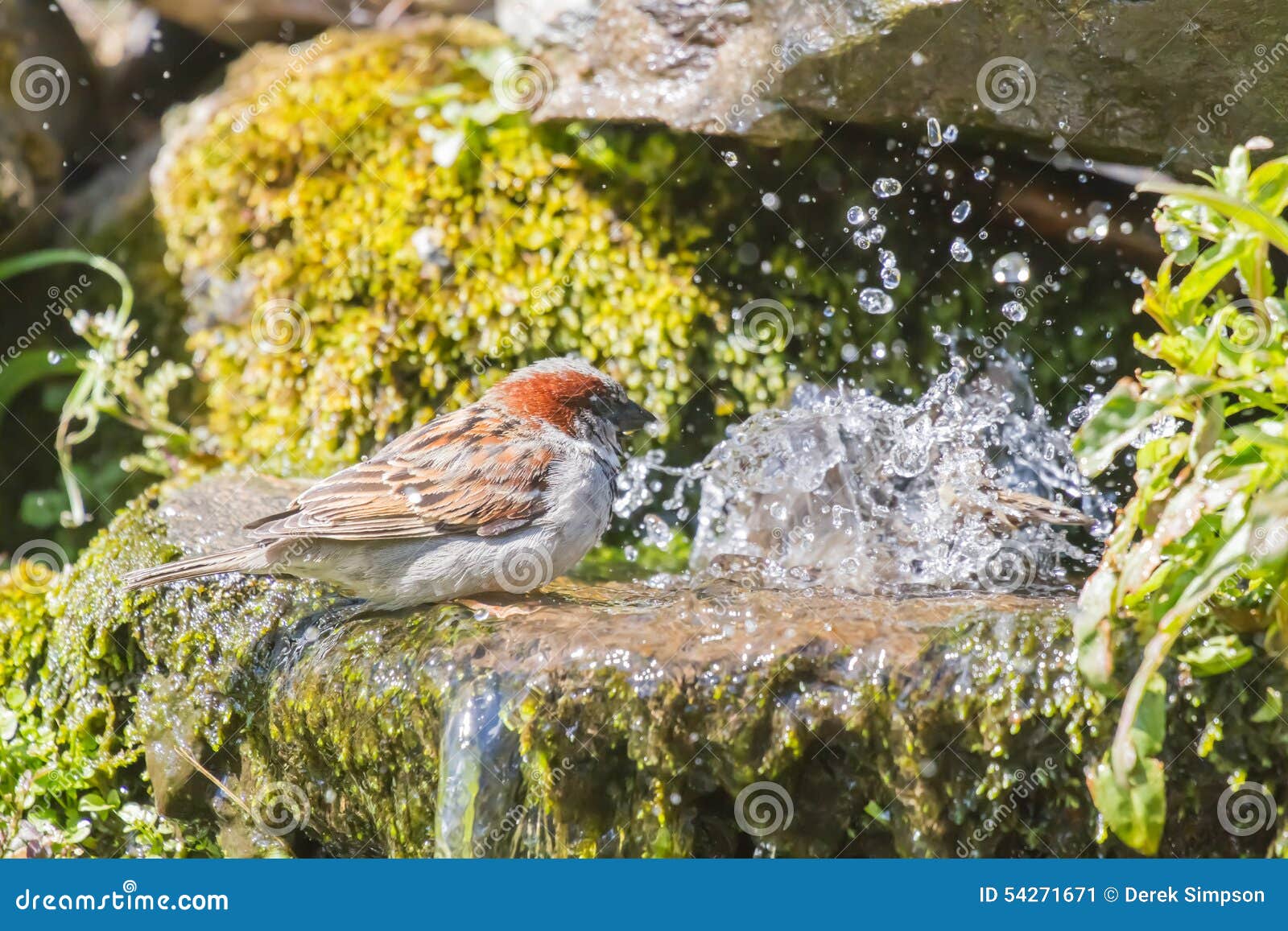 Male house sparrow bathing stock image. Image of beautiful - 54271671