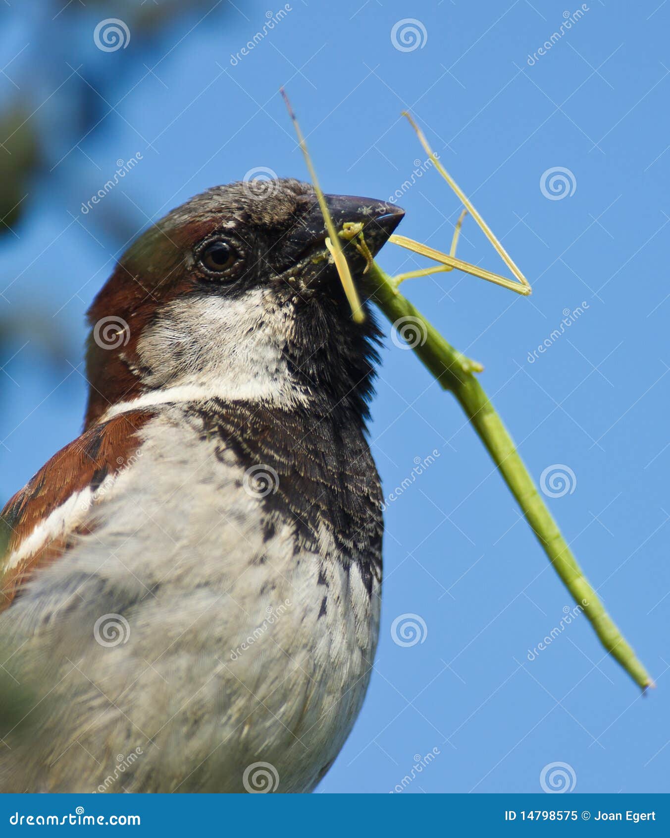 Male House Sparrow with Stick Insect Stock Image - Image of look ...