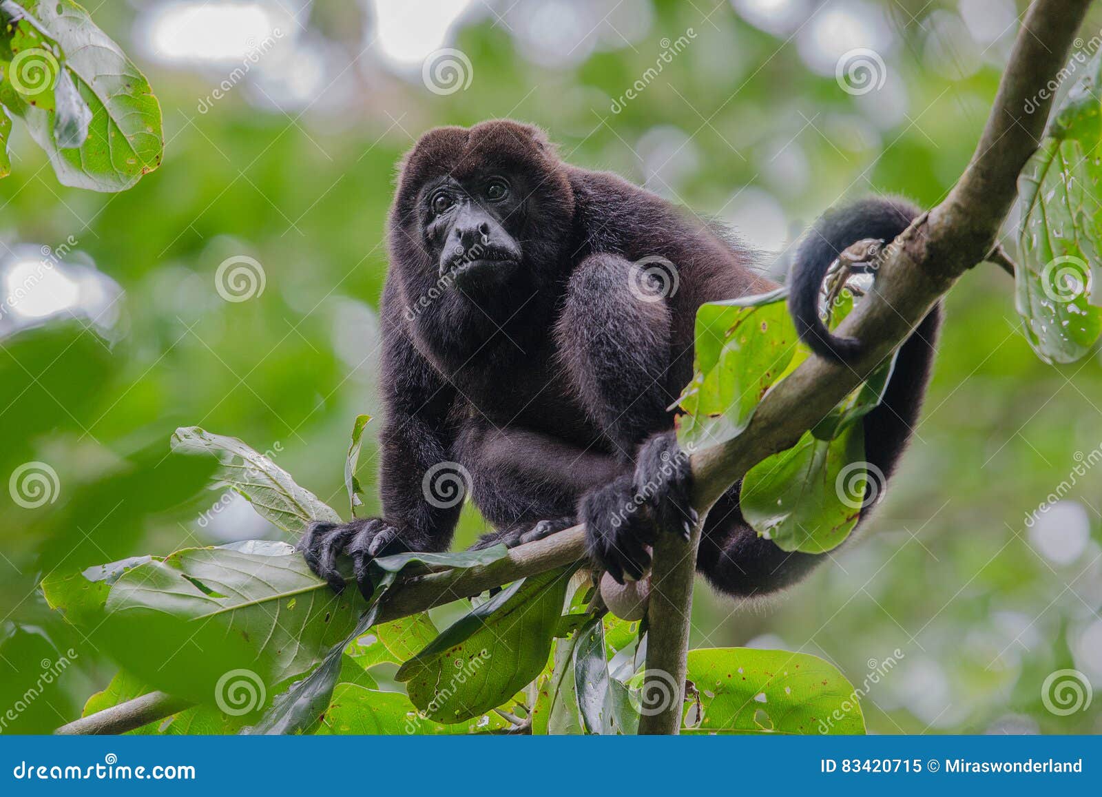 Male Howler Monkey Resting in the Trees Stock Image - Image of tropical ...