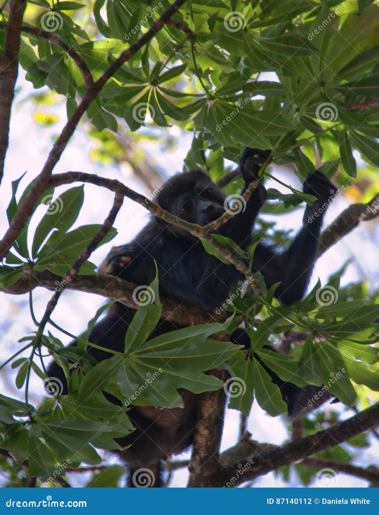 Male Howler monkey stock photo. Image of nature, perched - 87140112