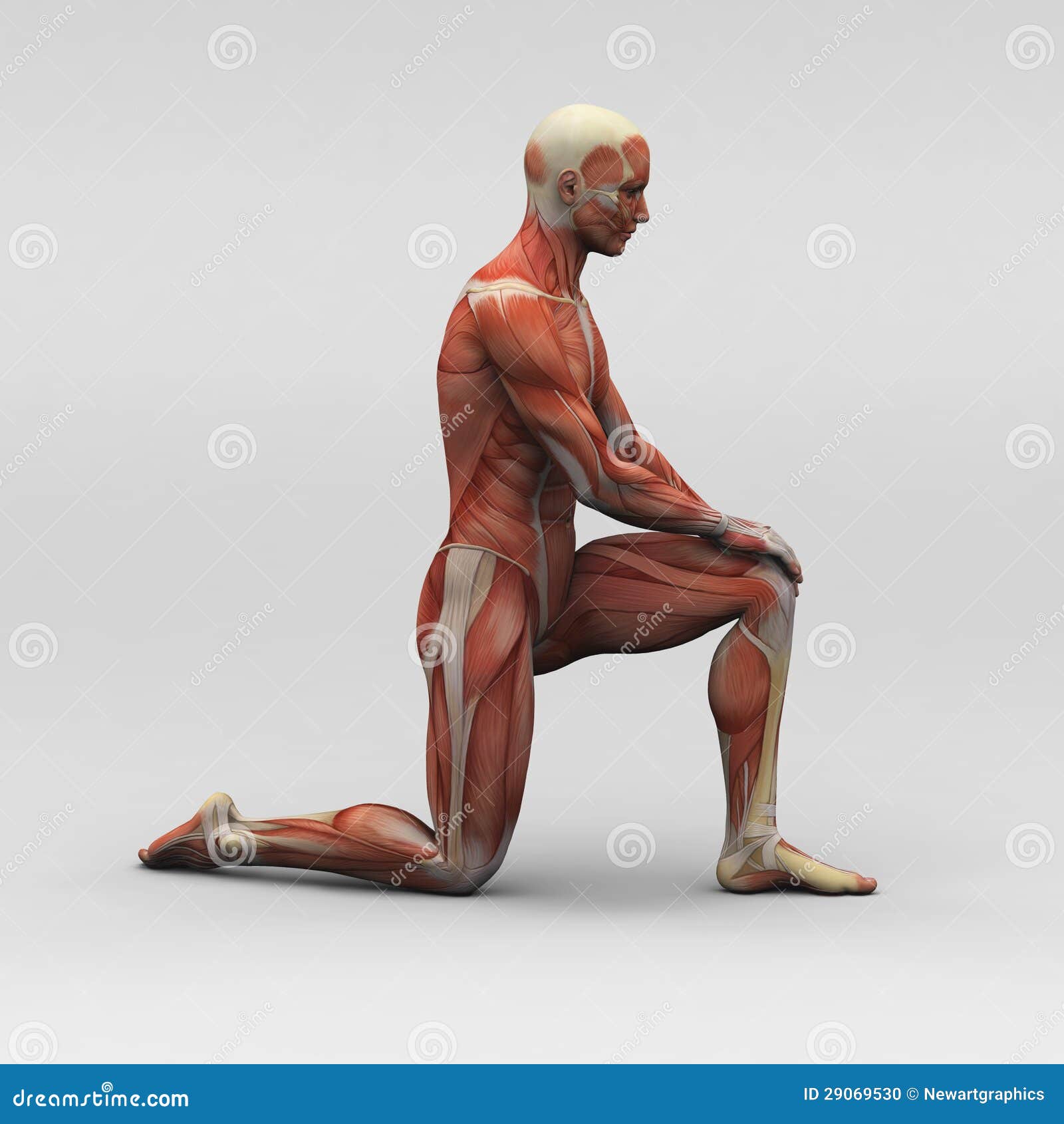 Male Human Anatomy and Muscles Stock Illustration - Illustration of ...