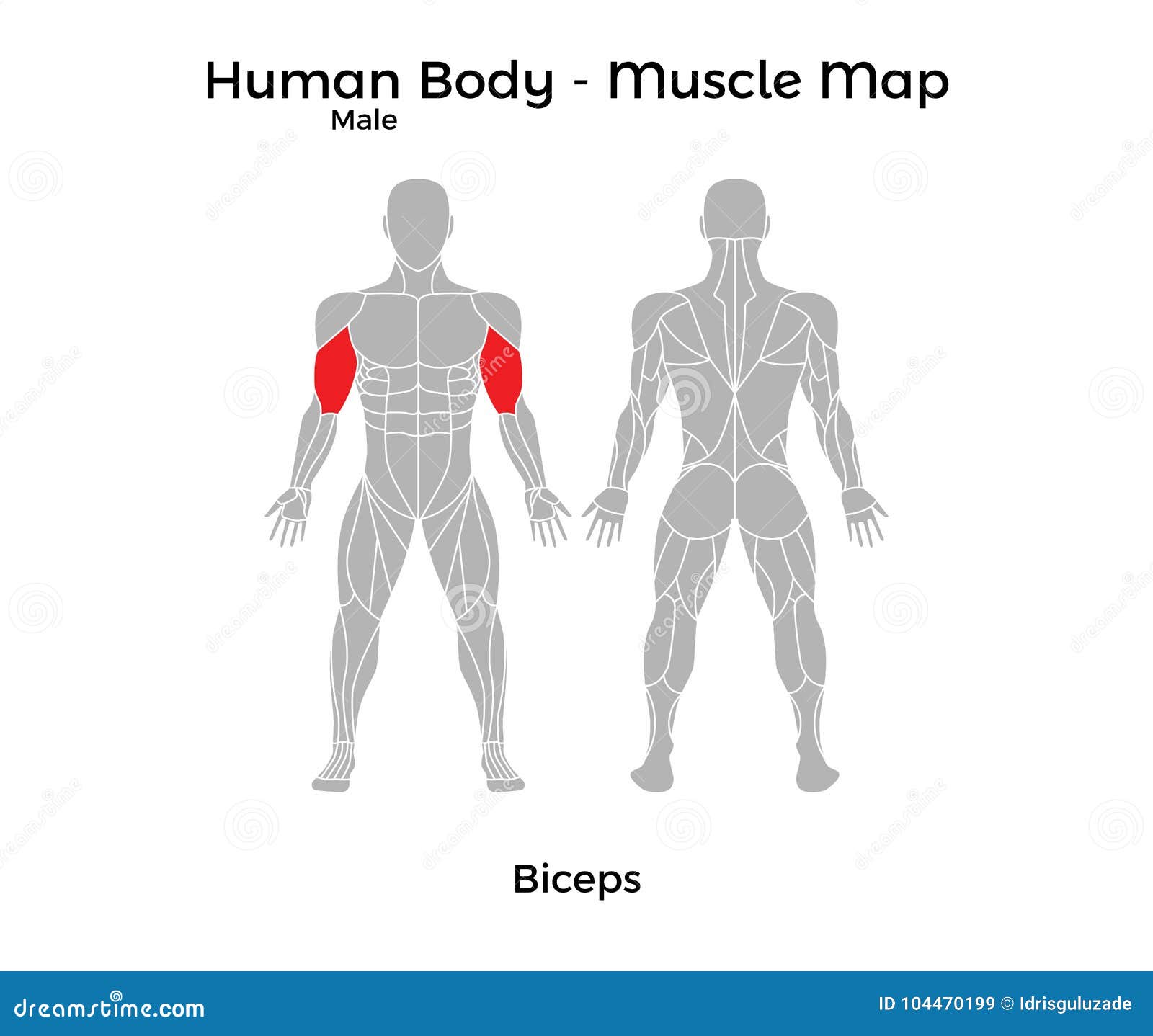 Male Human Body - Muscle Map, Biceps Stock Vector - Illustration of ...