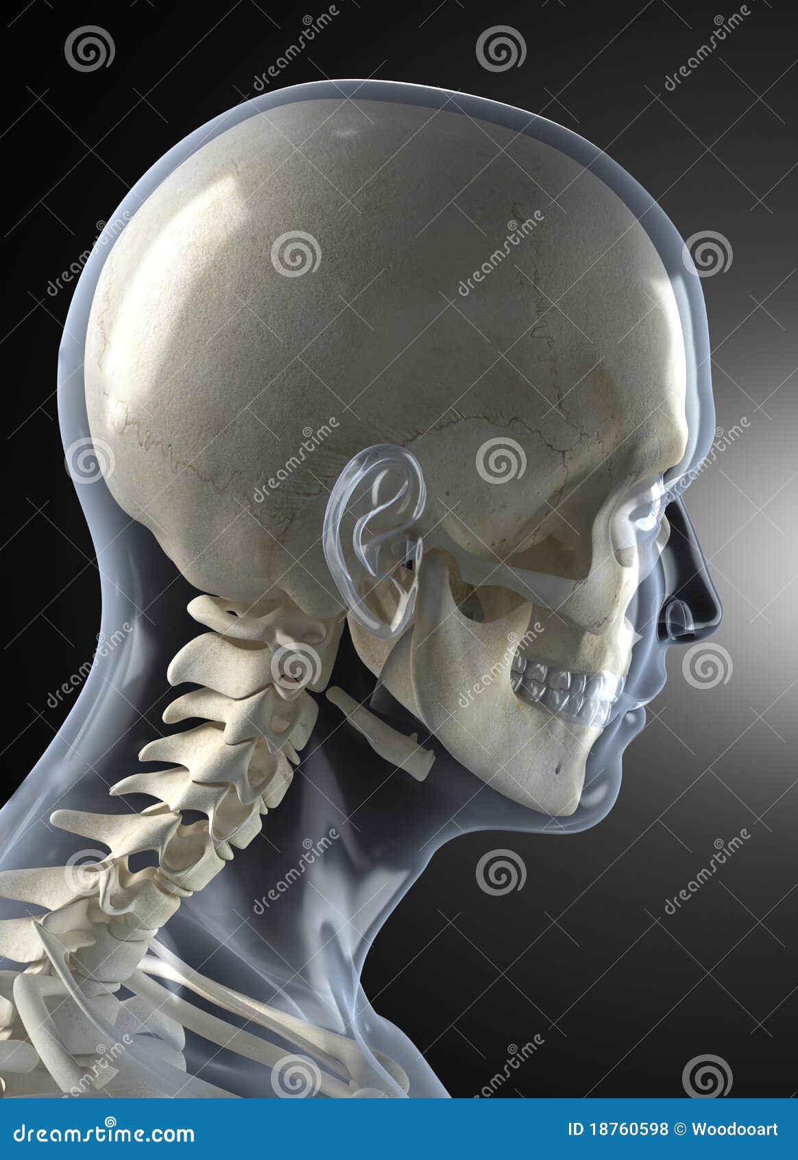 Male Human Head X-ray stock illustration. Illustration of radiation ...