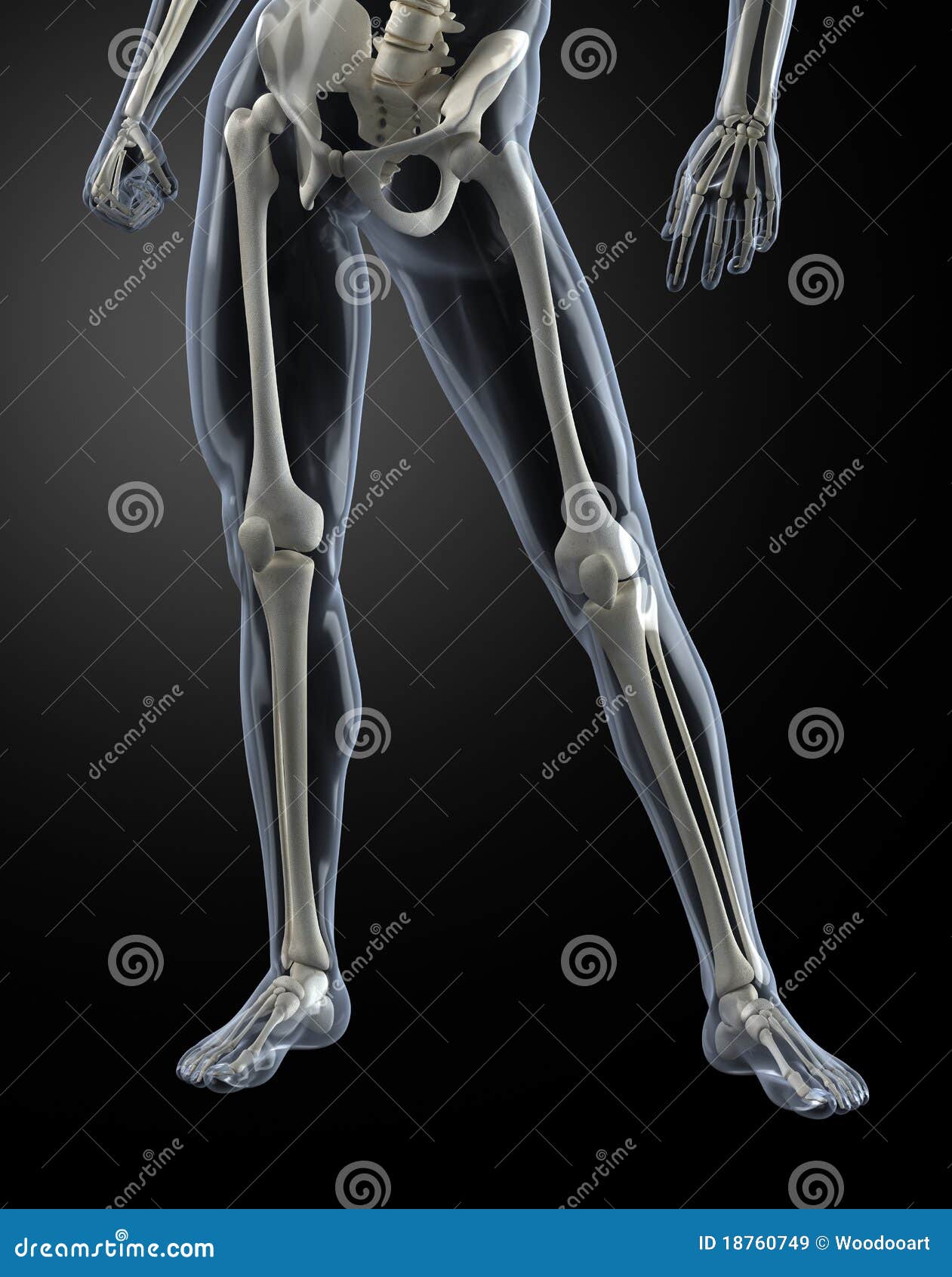 Male Human Legs X-ray stock illustration. Illustration of science ...