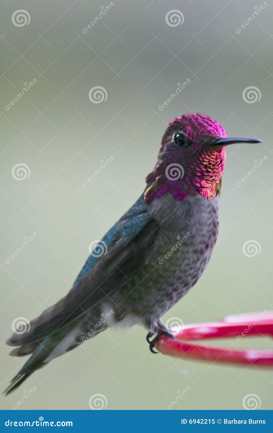 Male Hummingbird stock image. Image of anna, perch, feathers - 6942215