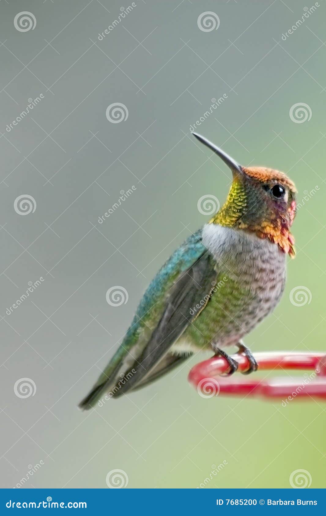 Male Hummingbird stock photo. Image of territorial, perch - 7685200